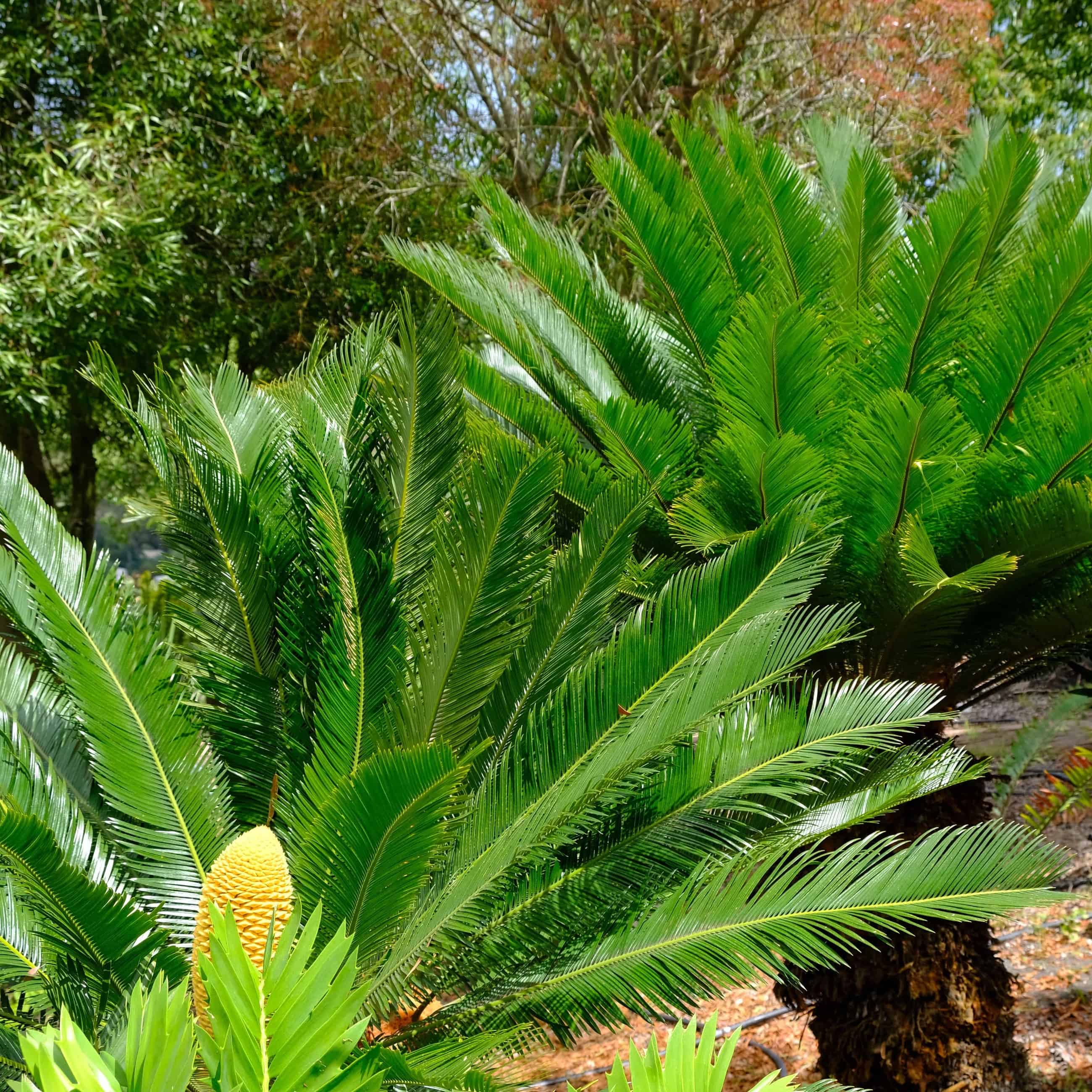 Cycads: Dioon purpusii