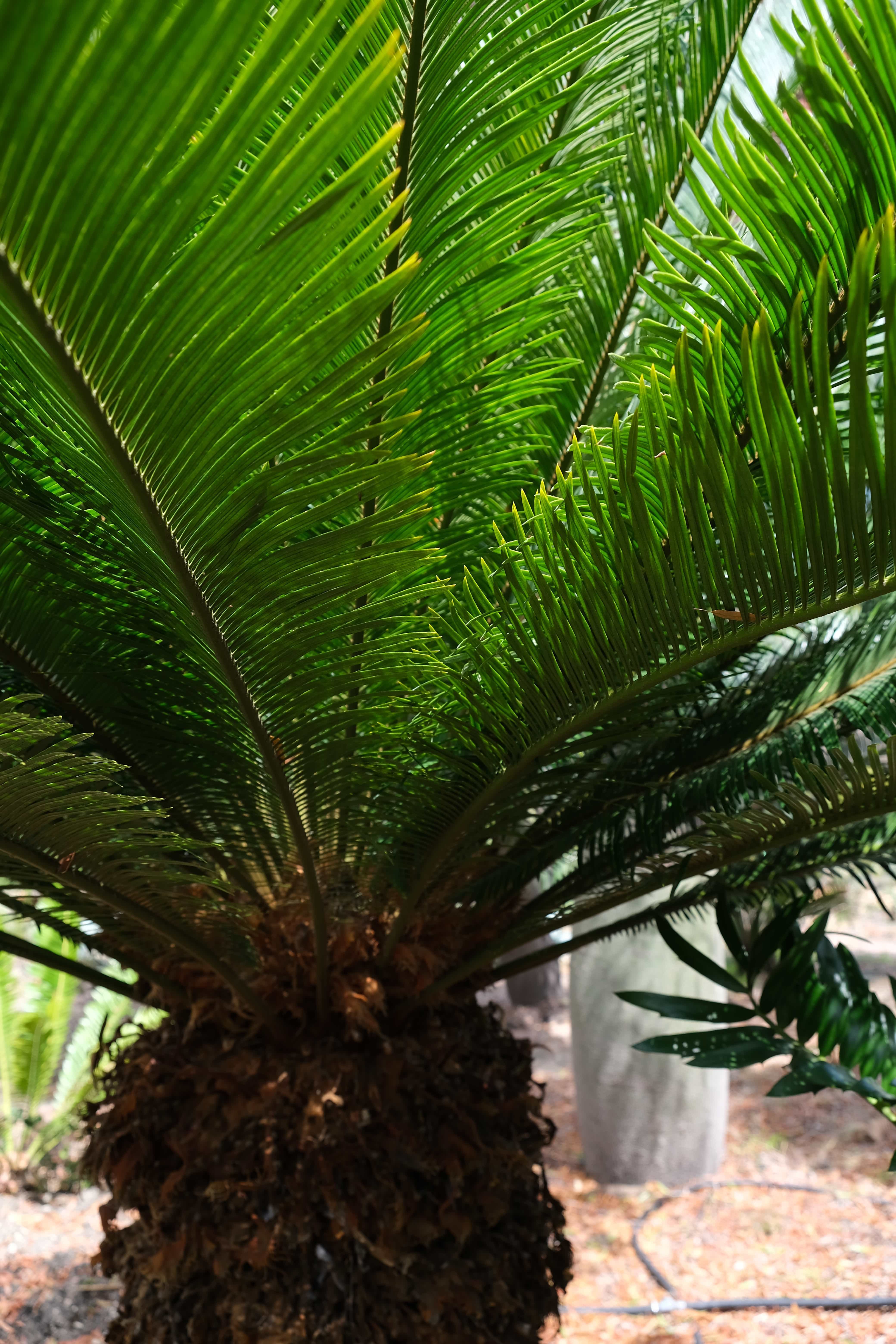 Cycads: Cycas taitungensis