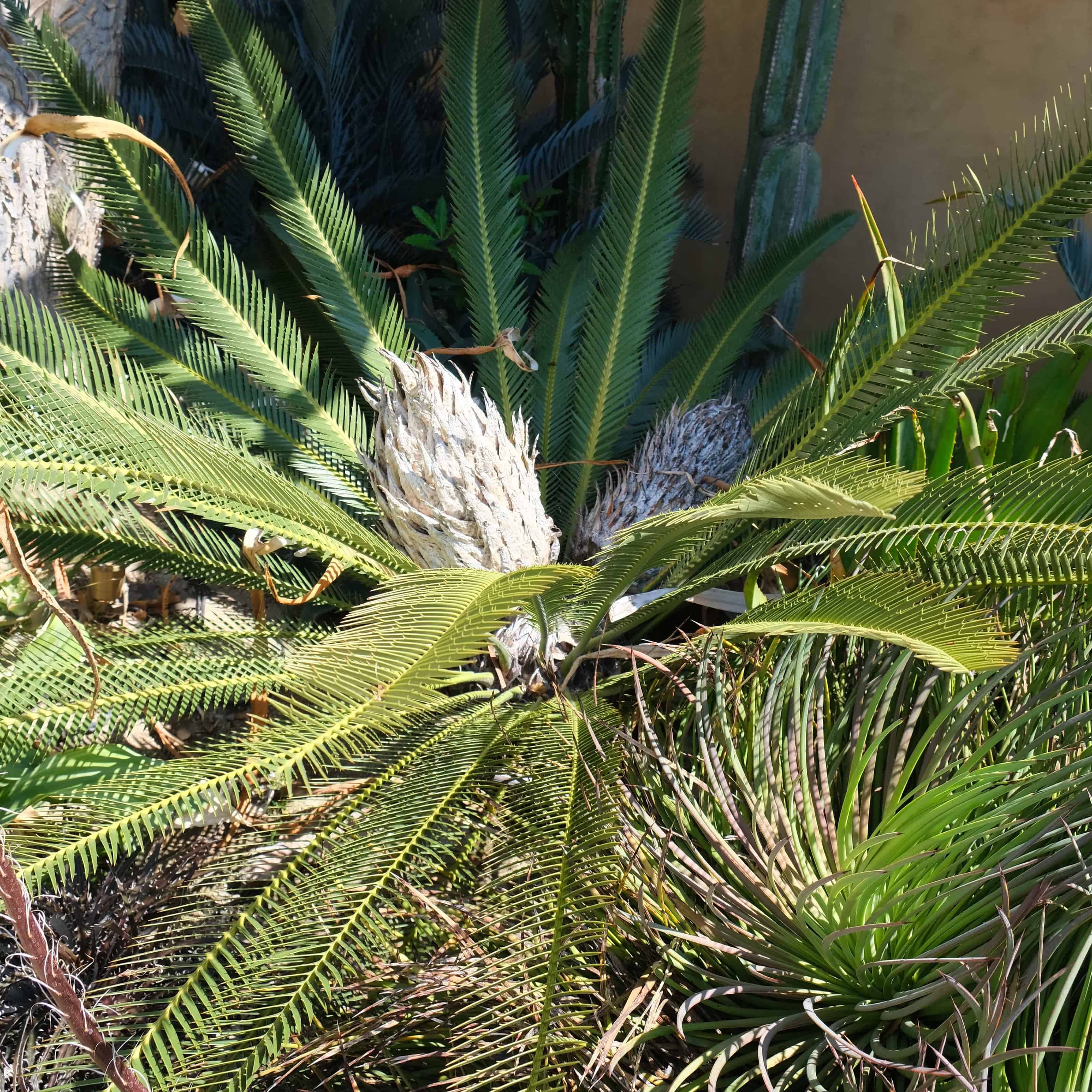 Cycads: Cycas bifida