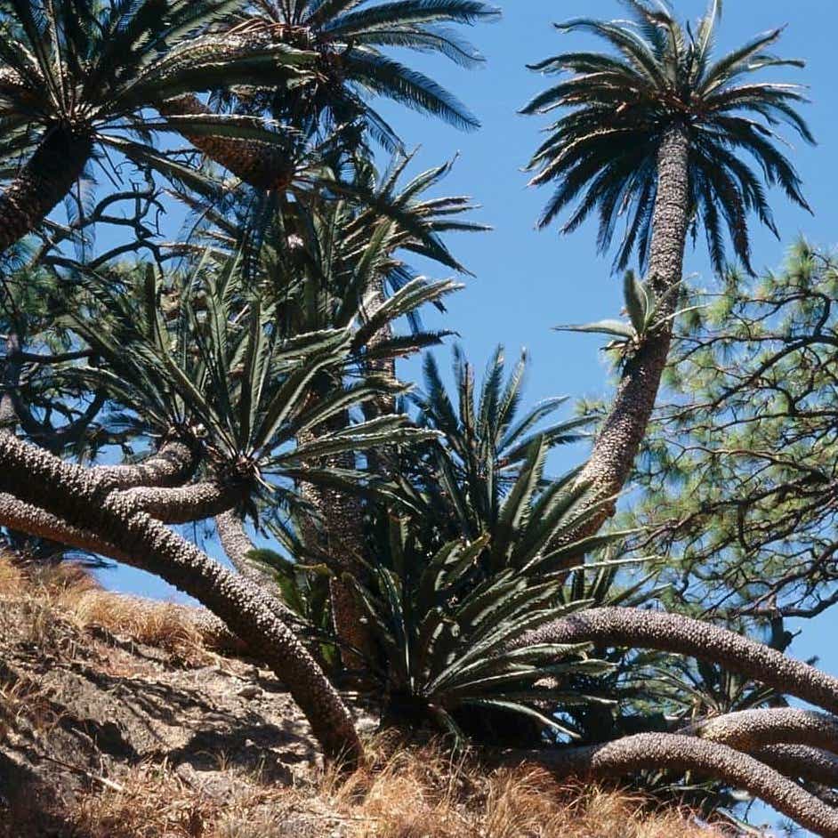 Cycads: Dioon merolae