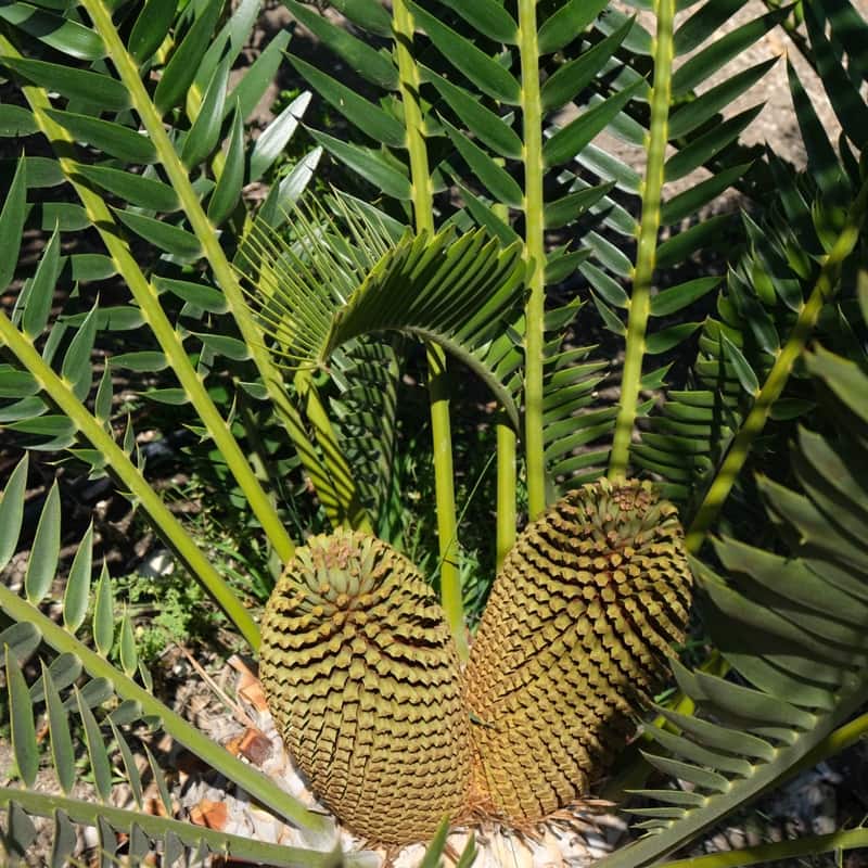 Cycads: Encephalartos horridus