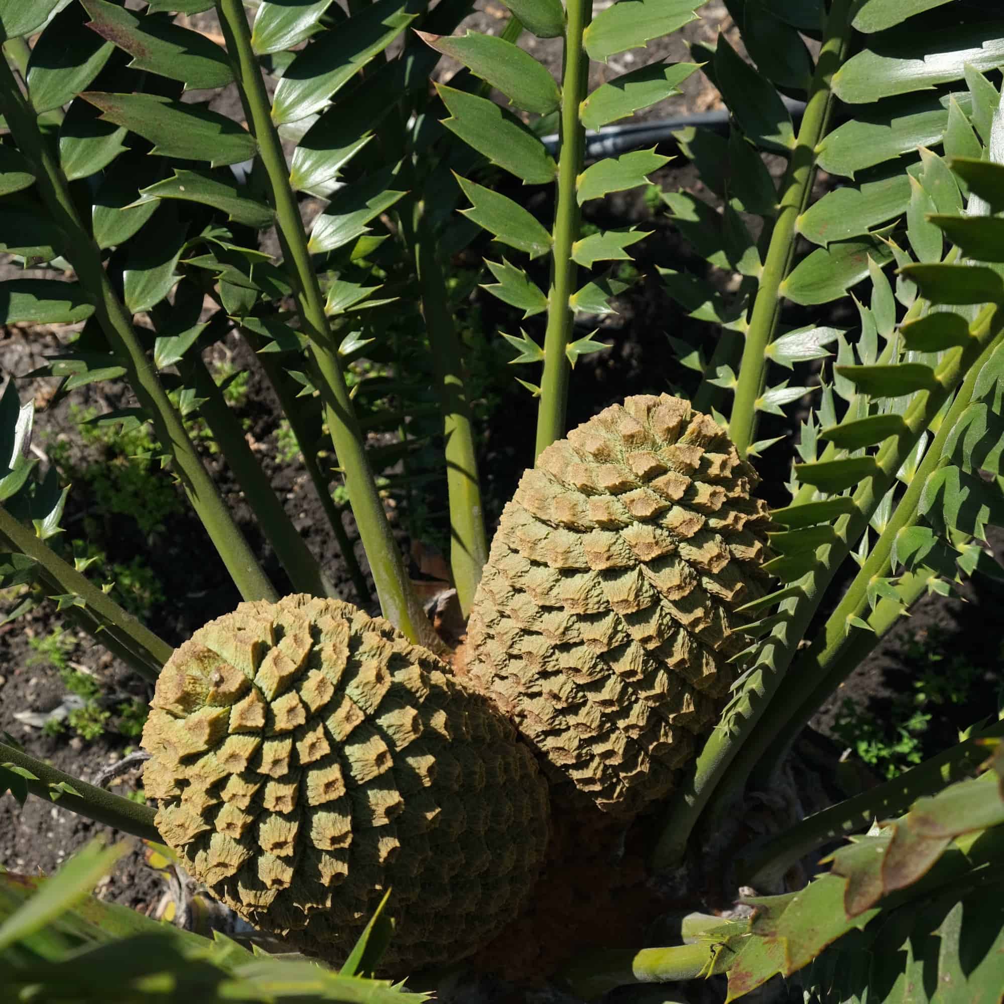 Cycads: Encephalartos princeps