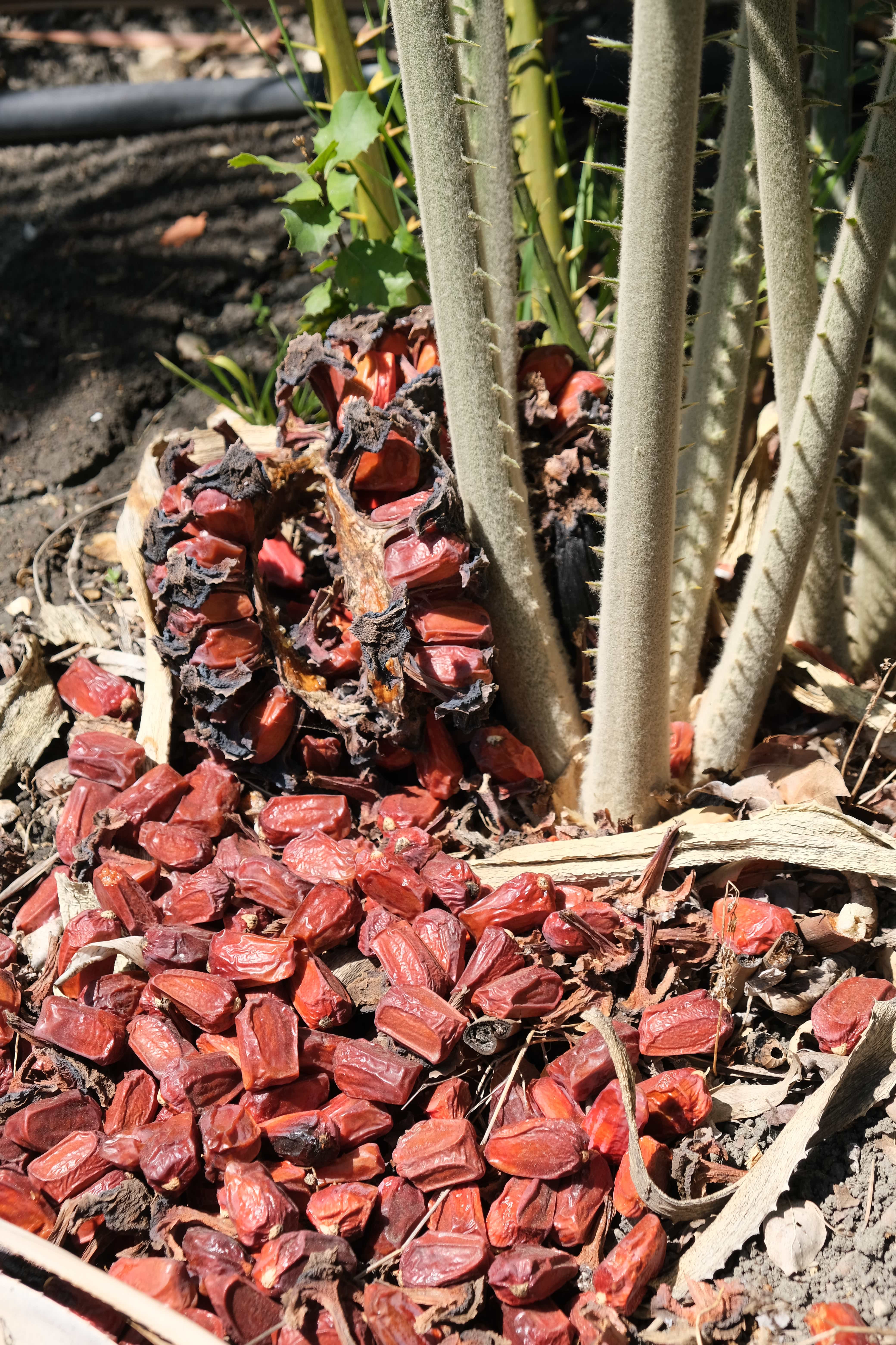 : Encephalartos aplanatus