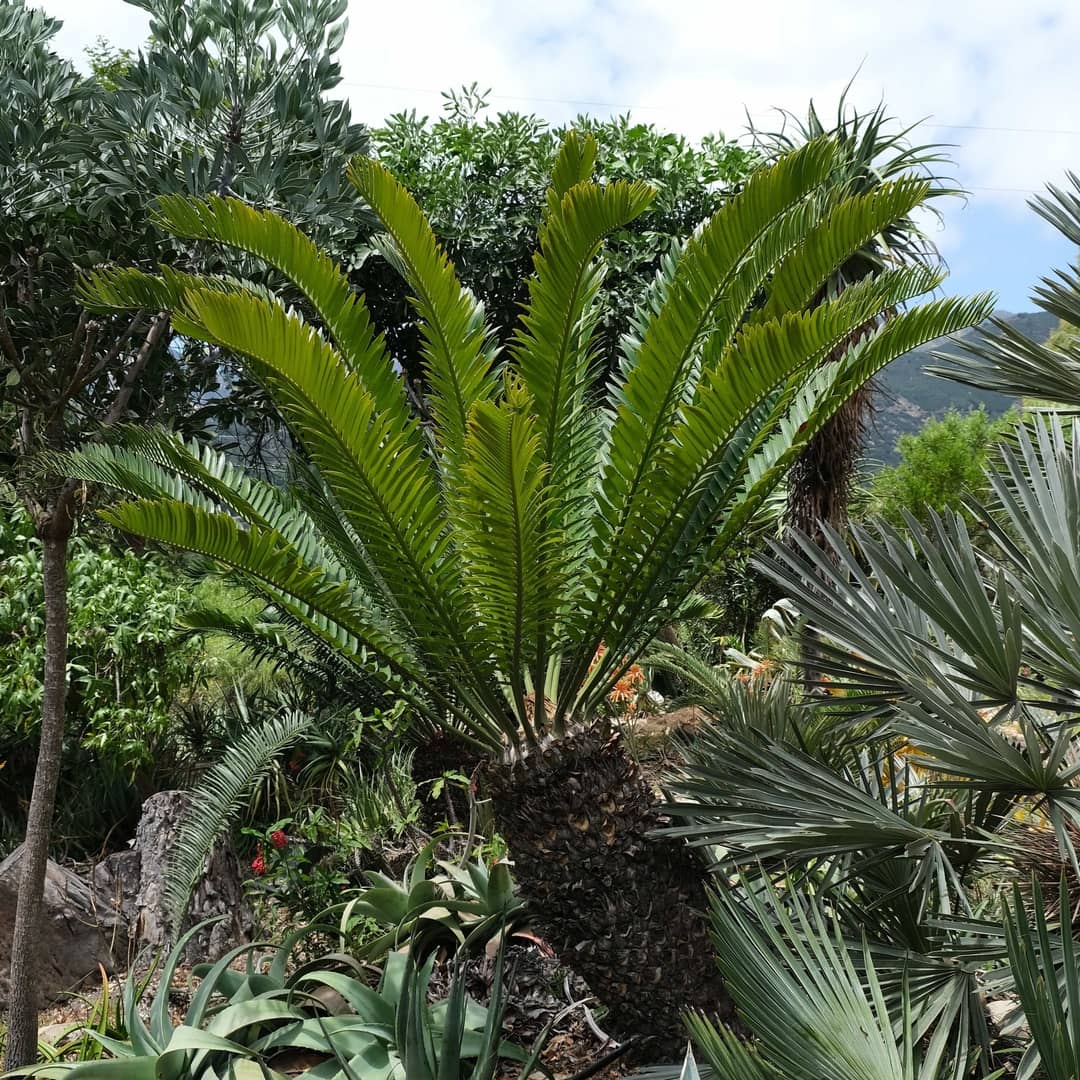 Cycads: Dioon argenteum