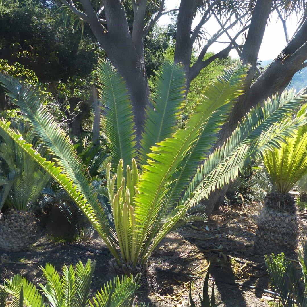 Cycads: Encephalartos transvenosus