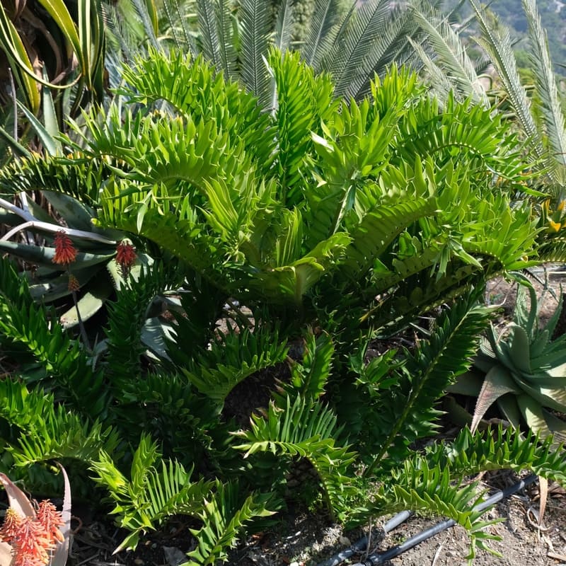 Cycads: Cycas bifida