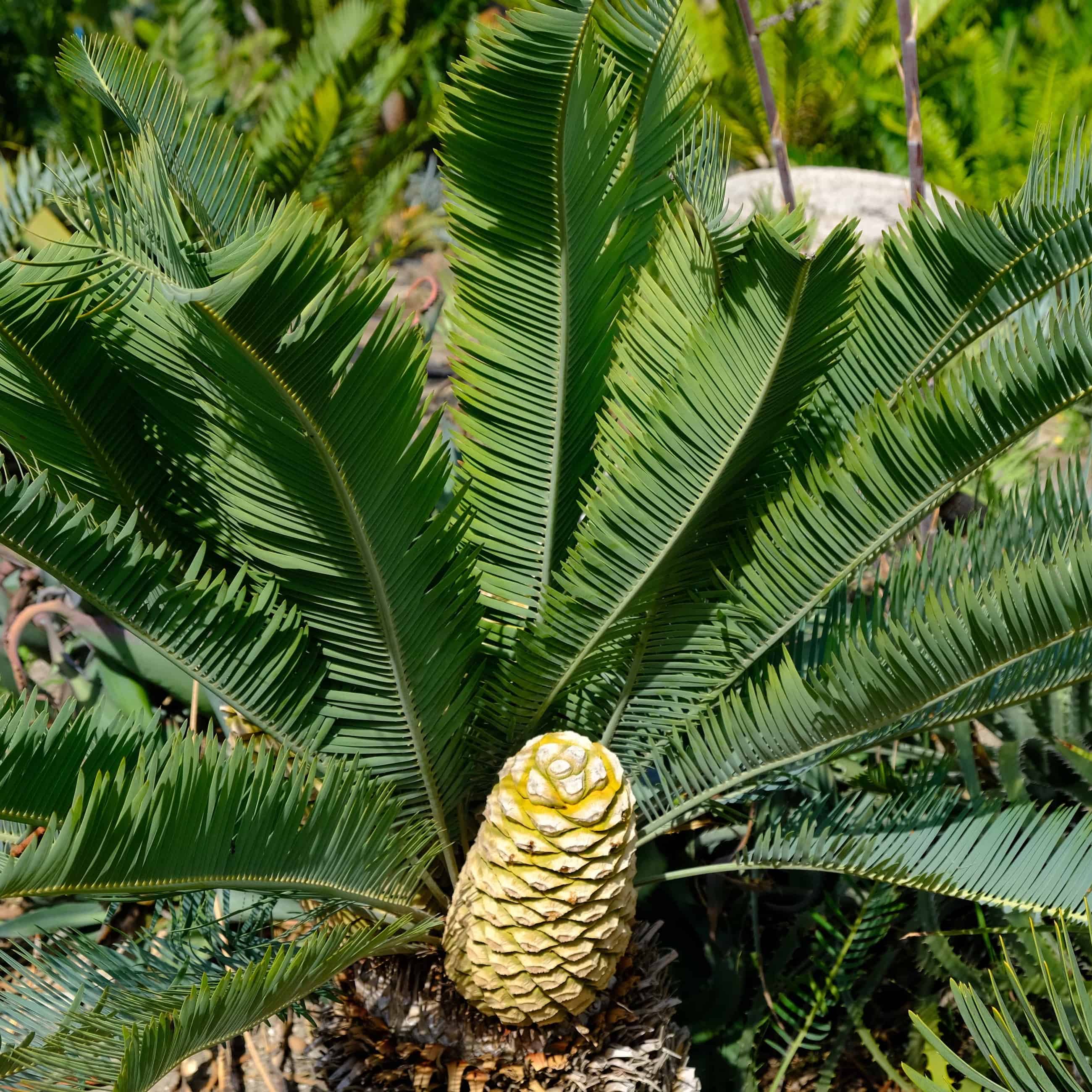 Cycads Specimen Gallery