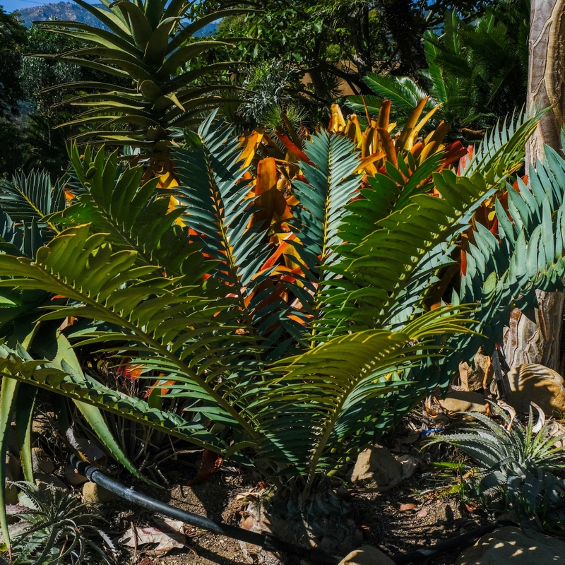 Cycads: Cycas bifida