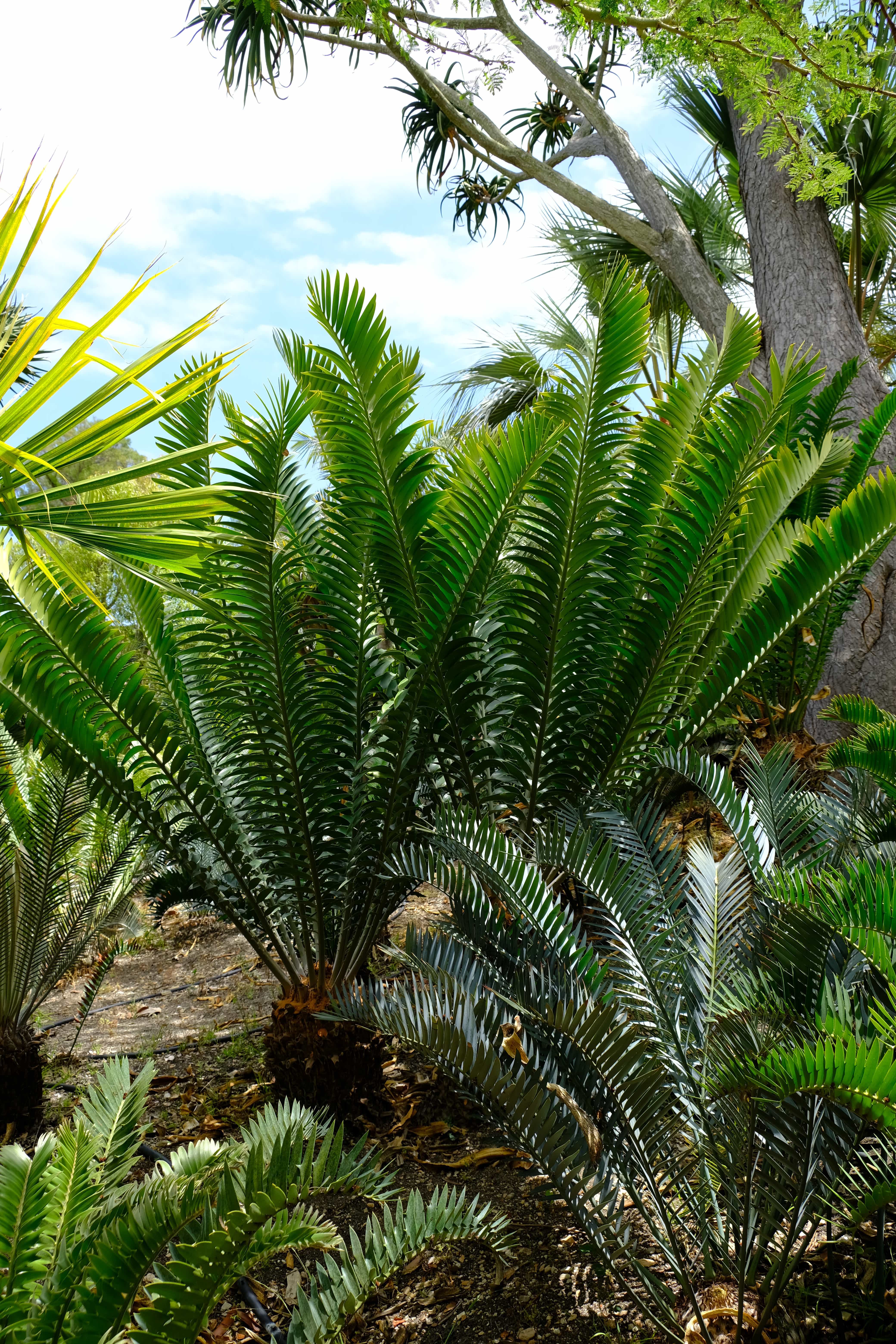 Cycads: Encephalartos natalensis