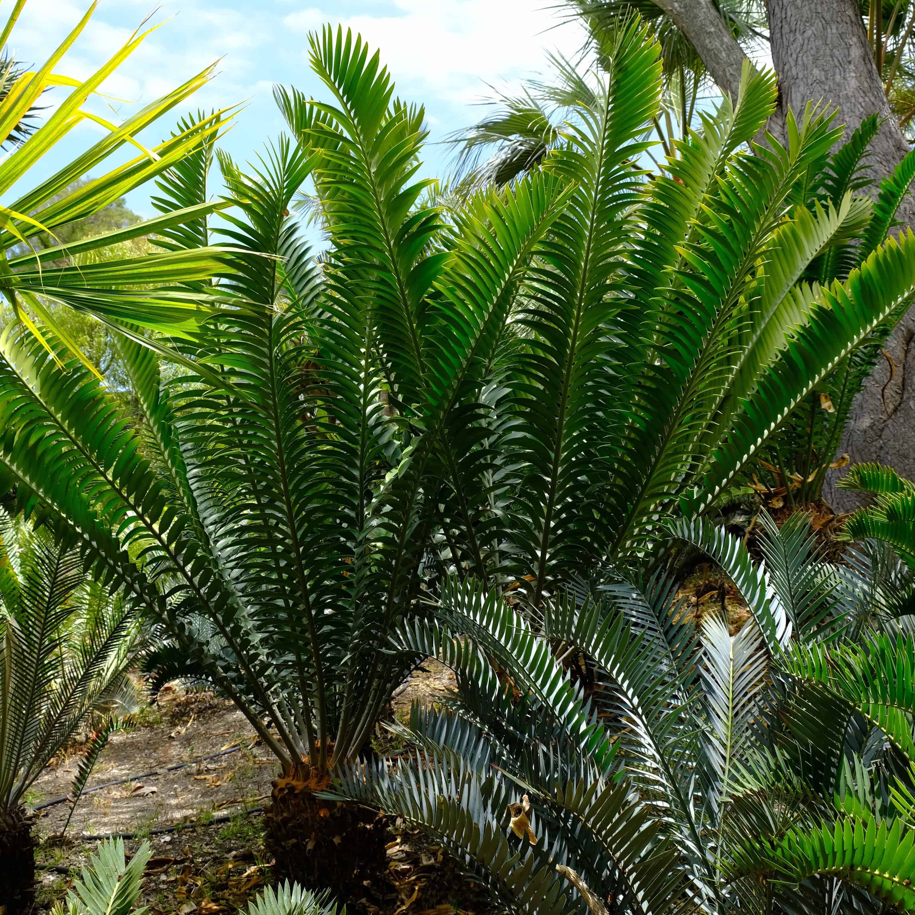 Cycads: Cycas panzhihuaensis