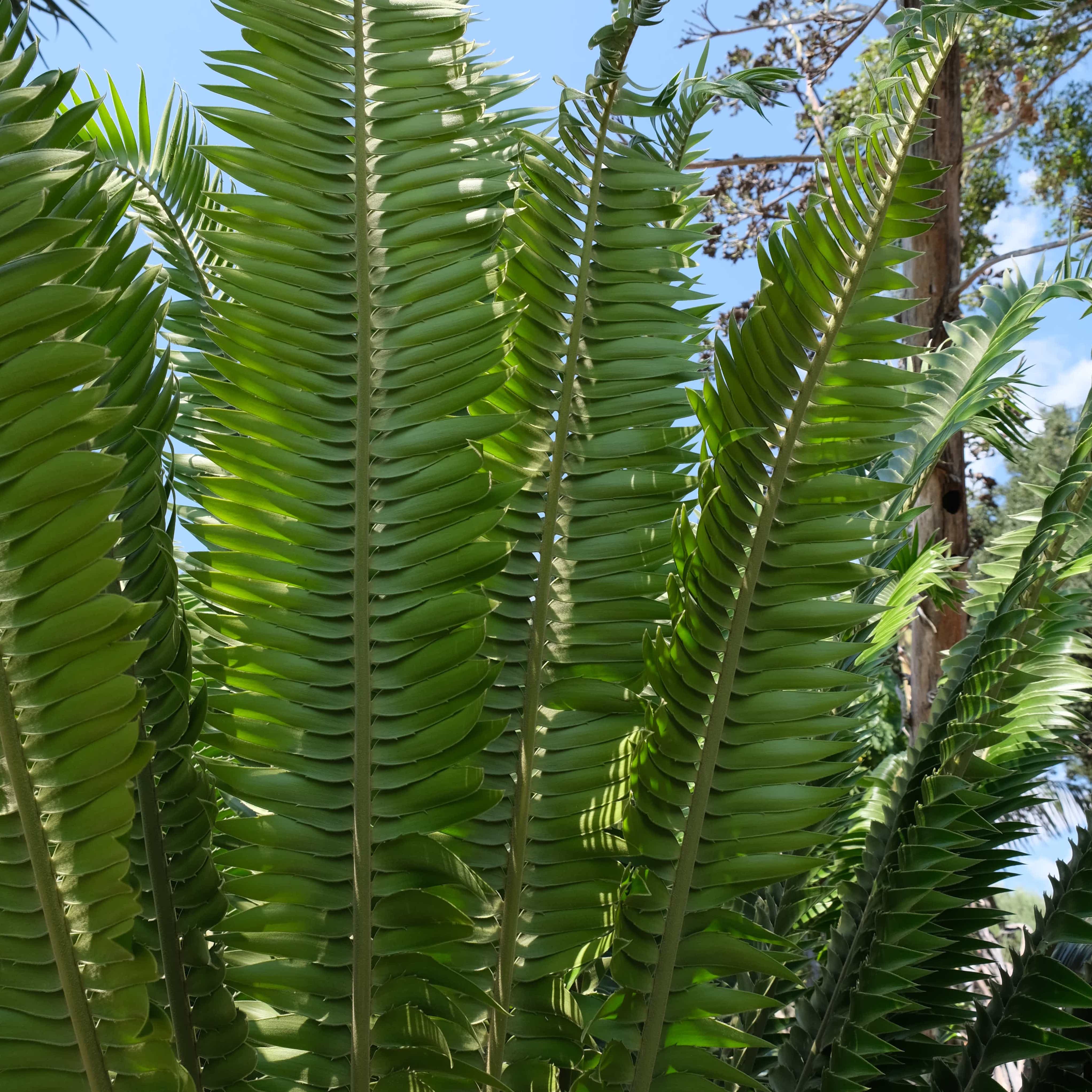 Cycads: Encephalartos arenarius
