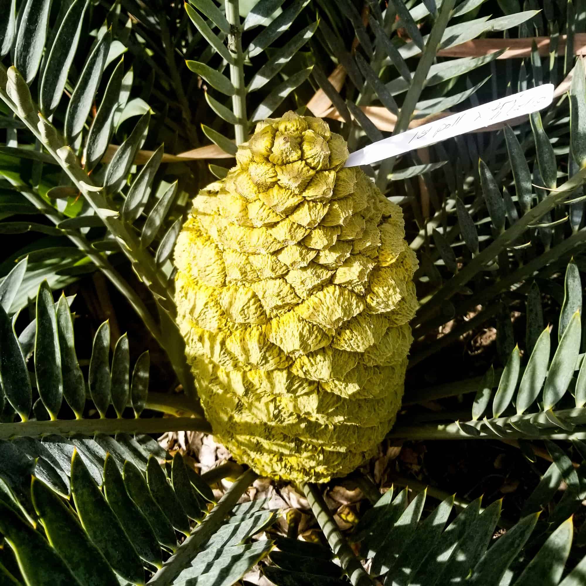 Cycads: Encephalartos trispinosus