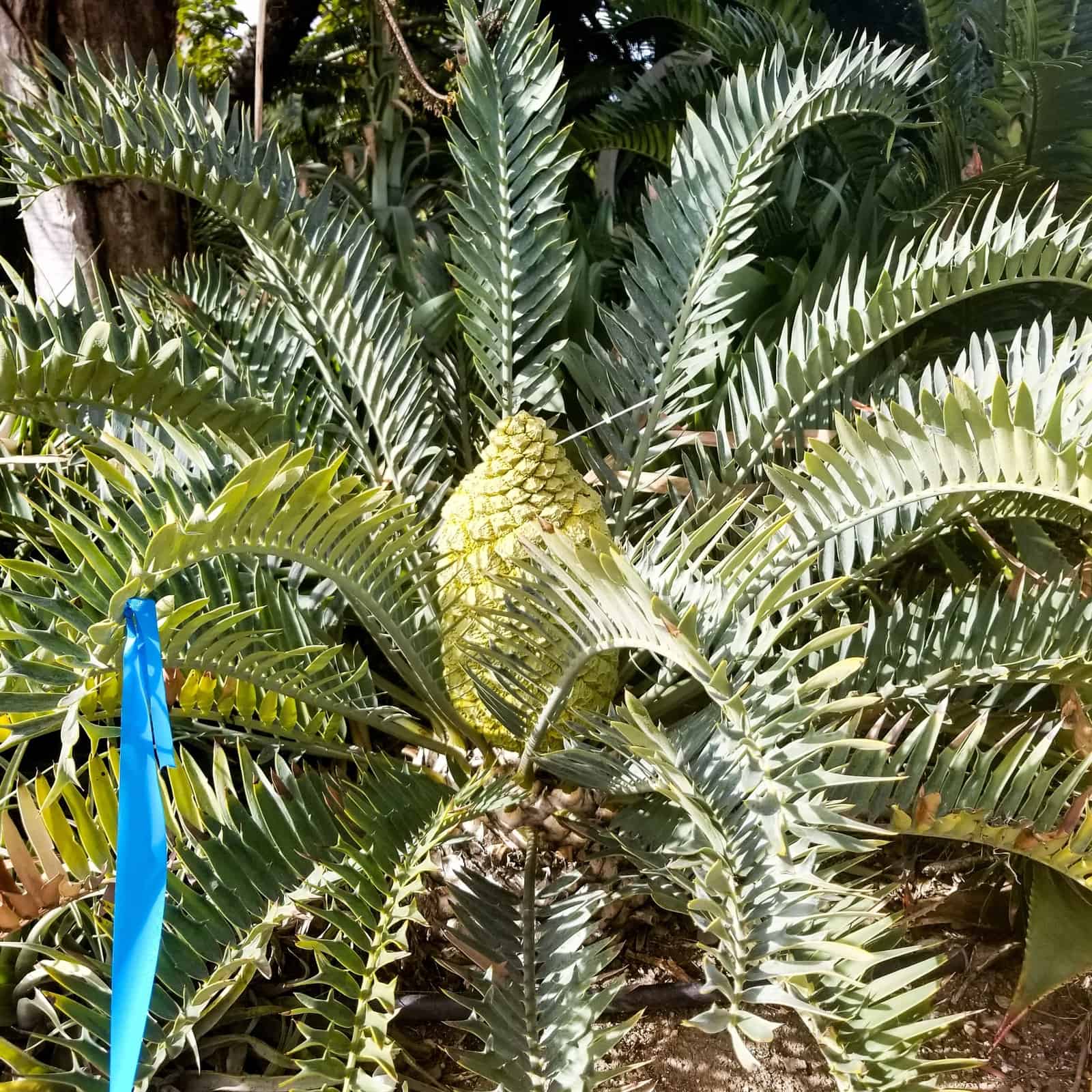 Cycads: Encephalartos trispinosus