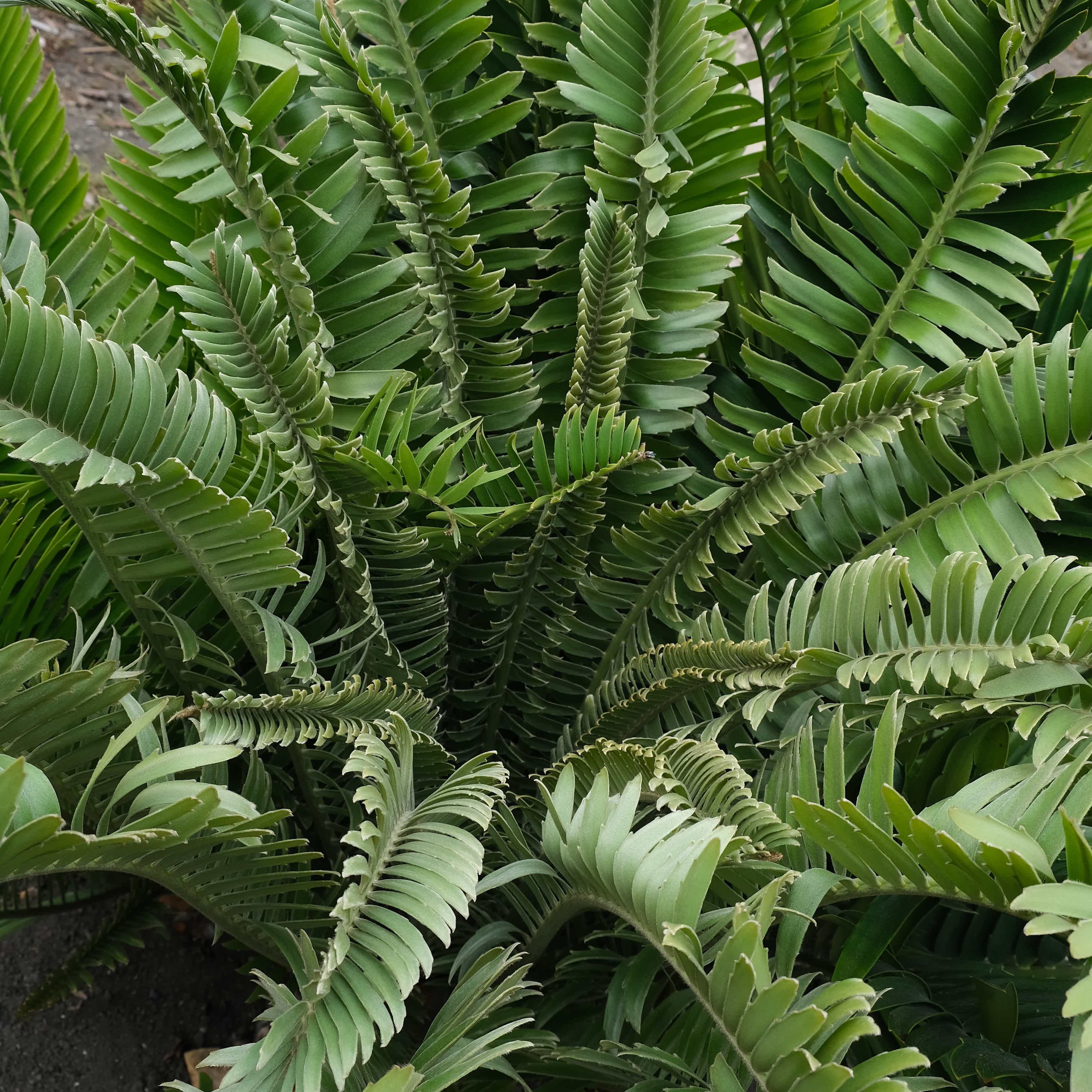 Cycads: Encephalartos horridus x longifolius
