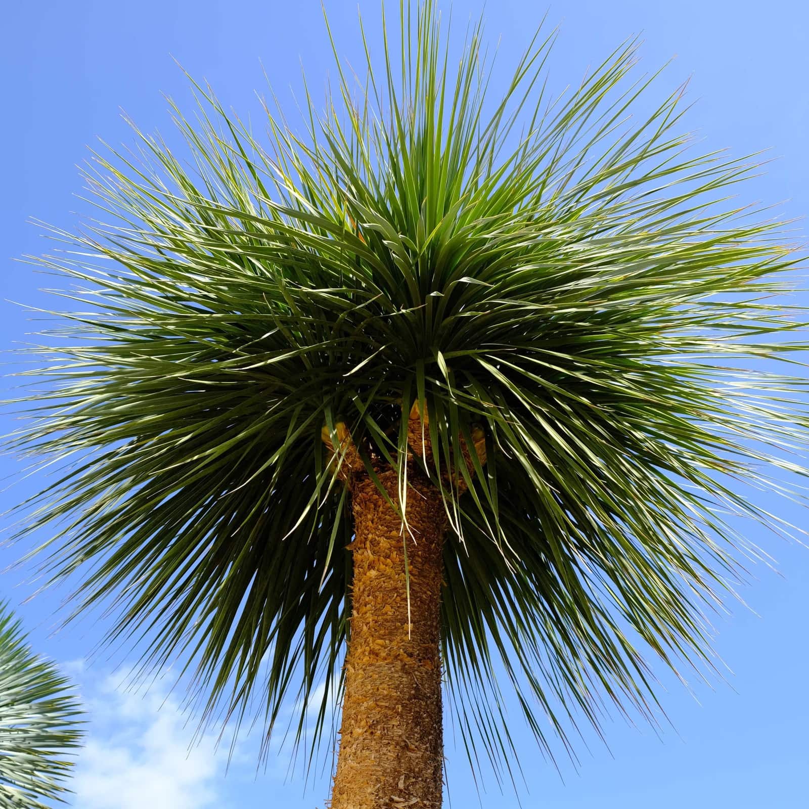 Succulent Trees: Dracaena draco