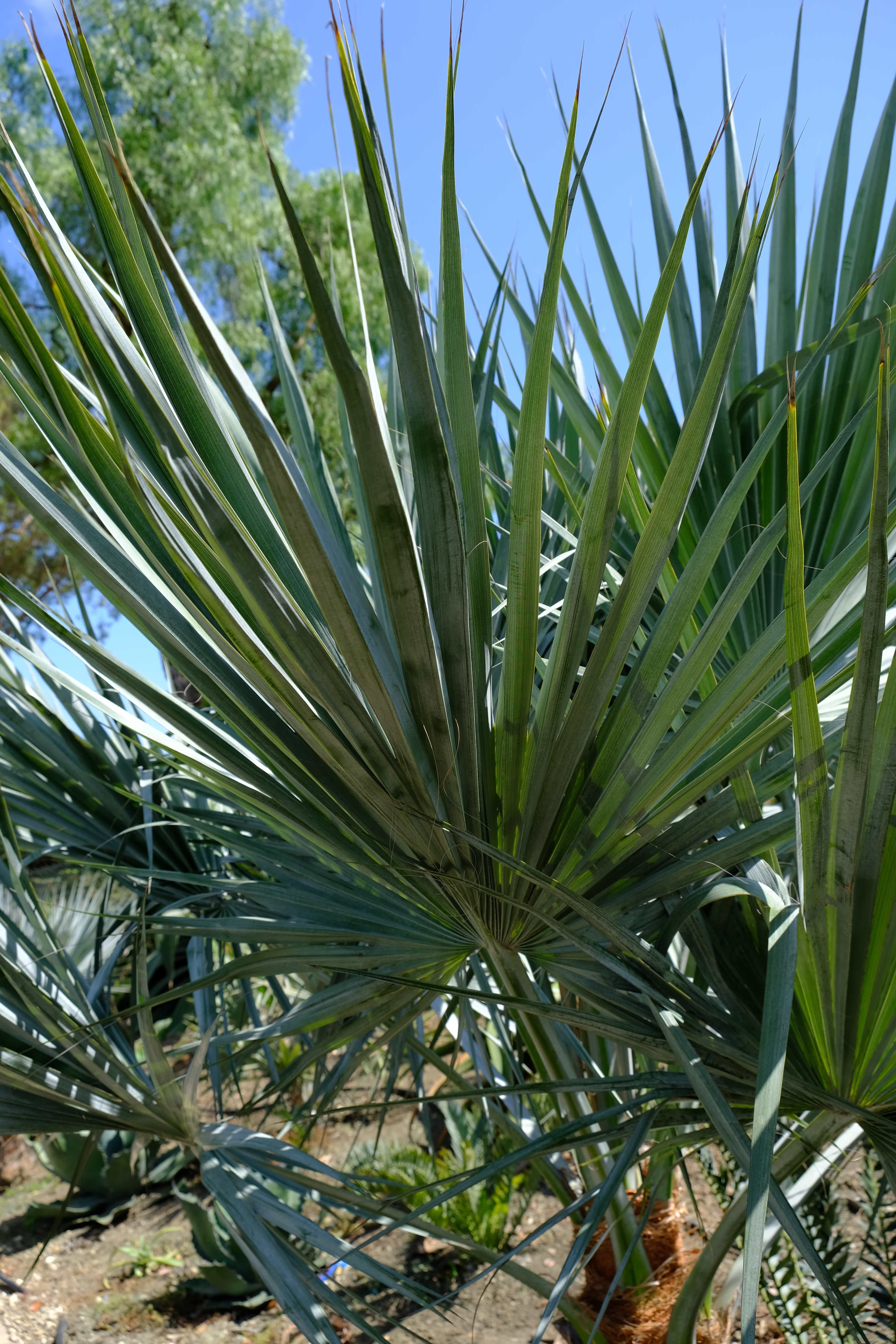 Palms: Brahea nitida