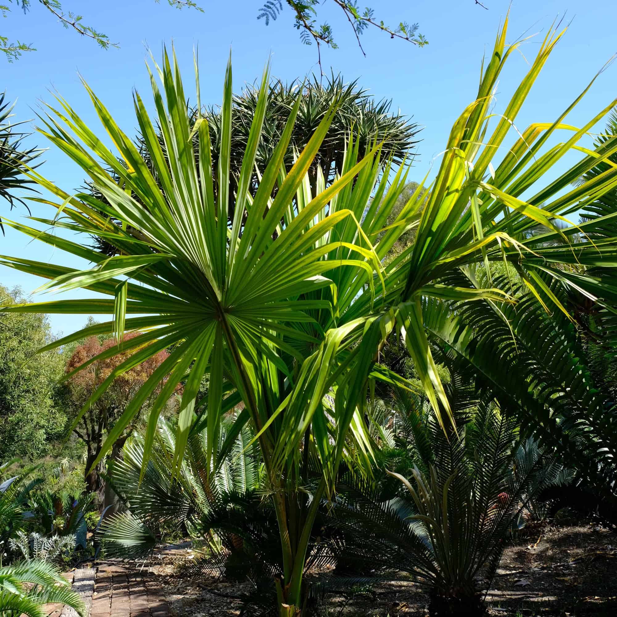 Palms: Brahea nitida