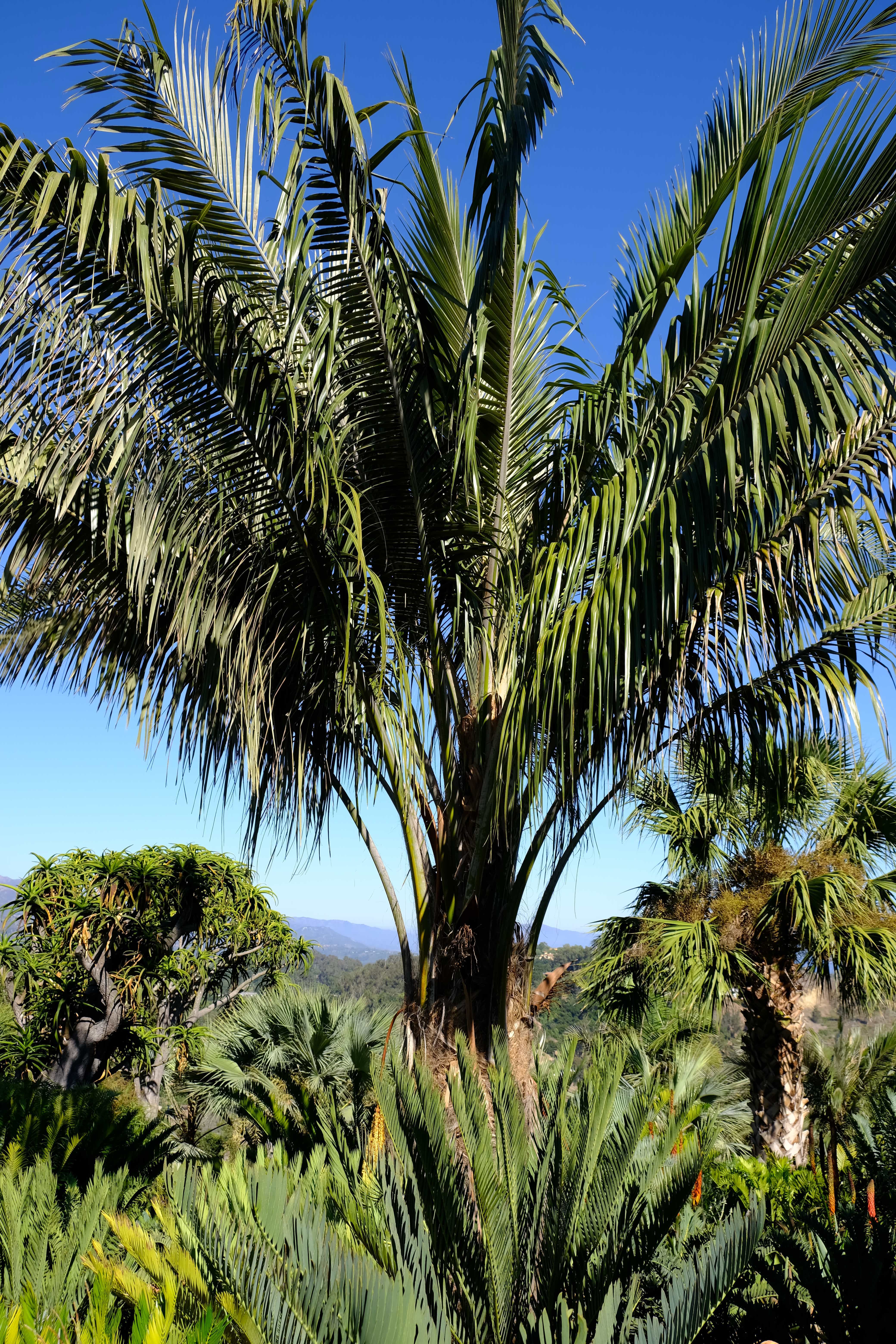 Palms: Parajubaea torallyi