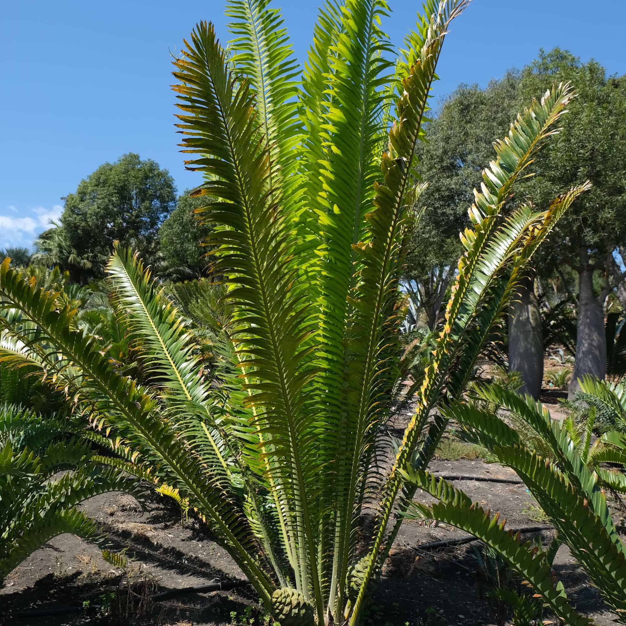 Cycads: Dioon argenteum