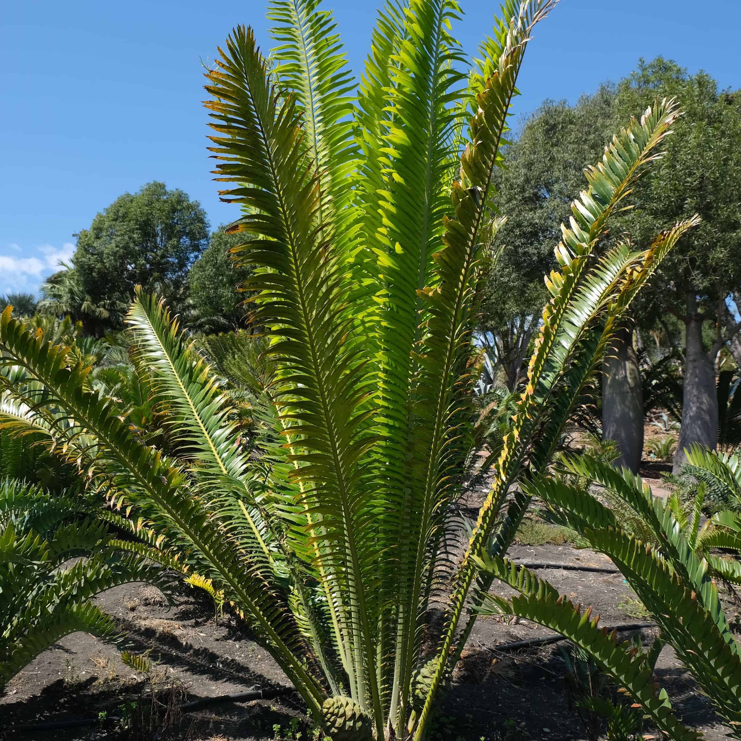 Cycads: Encephalartos princeps
