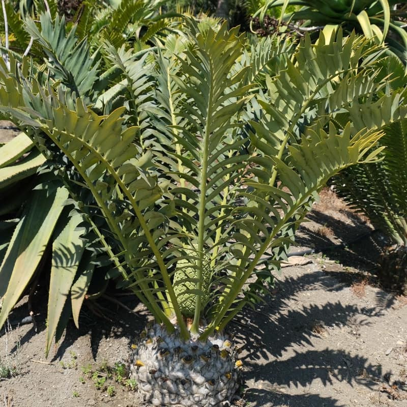 Cycads Specimen Gallery