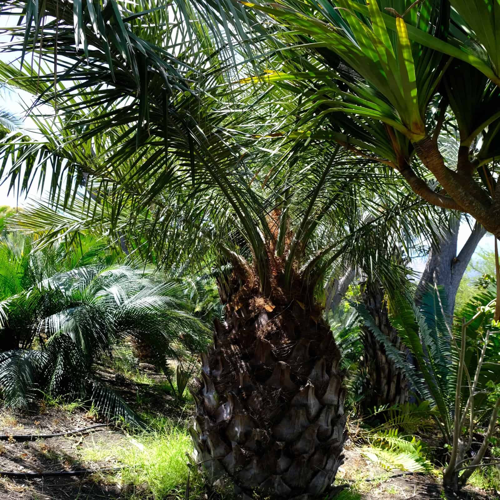 Palms: Brahea nitida