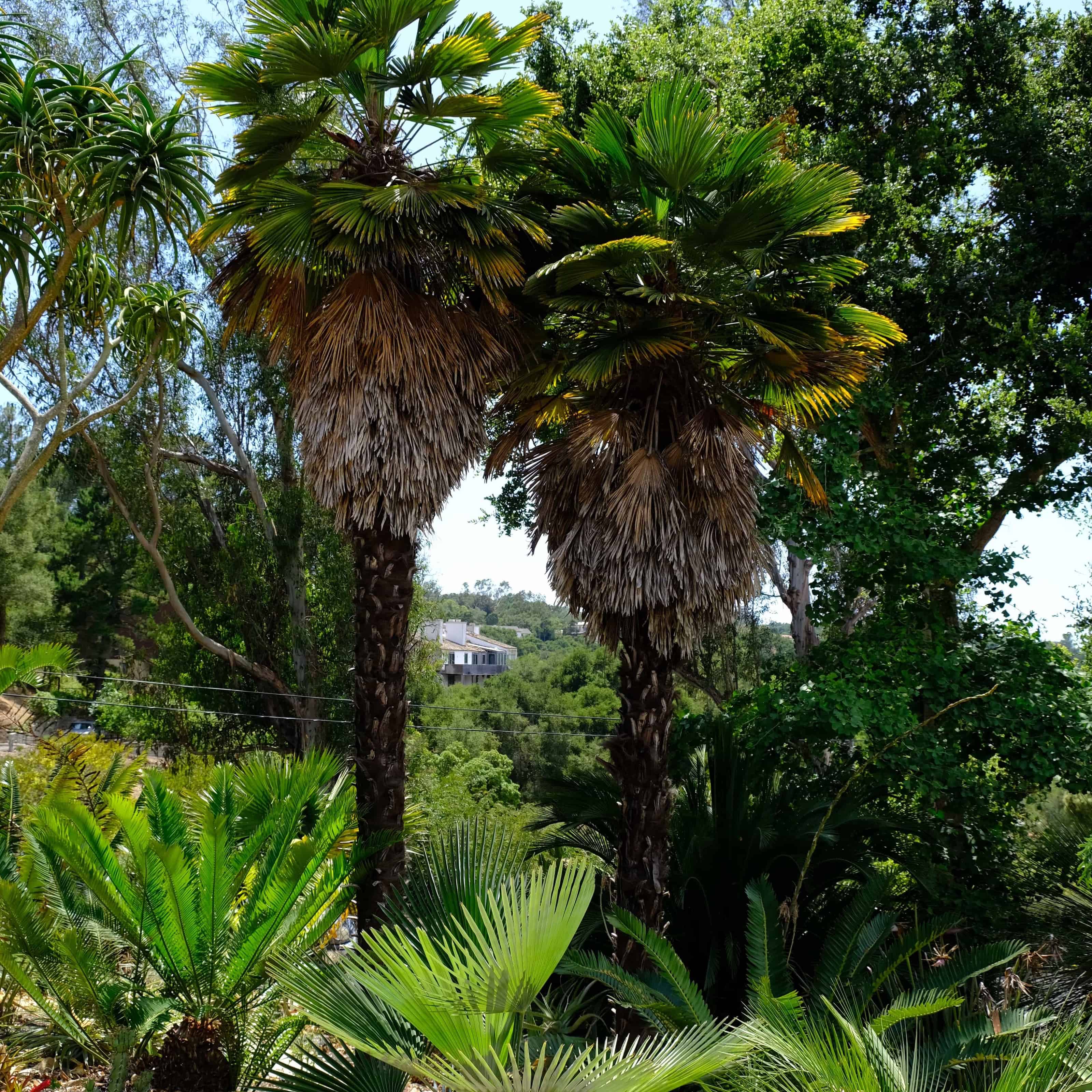 Palms: Brahea nitida