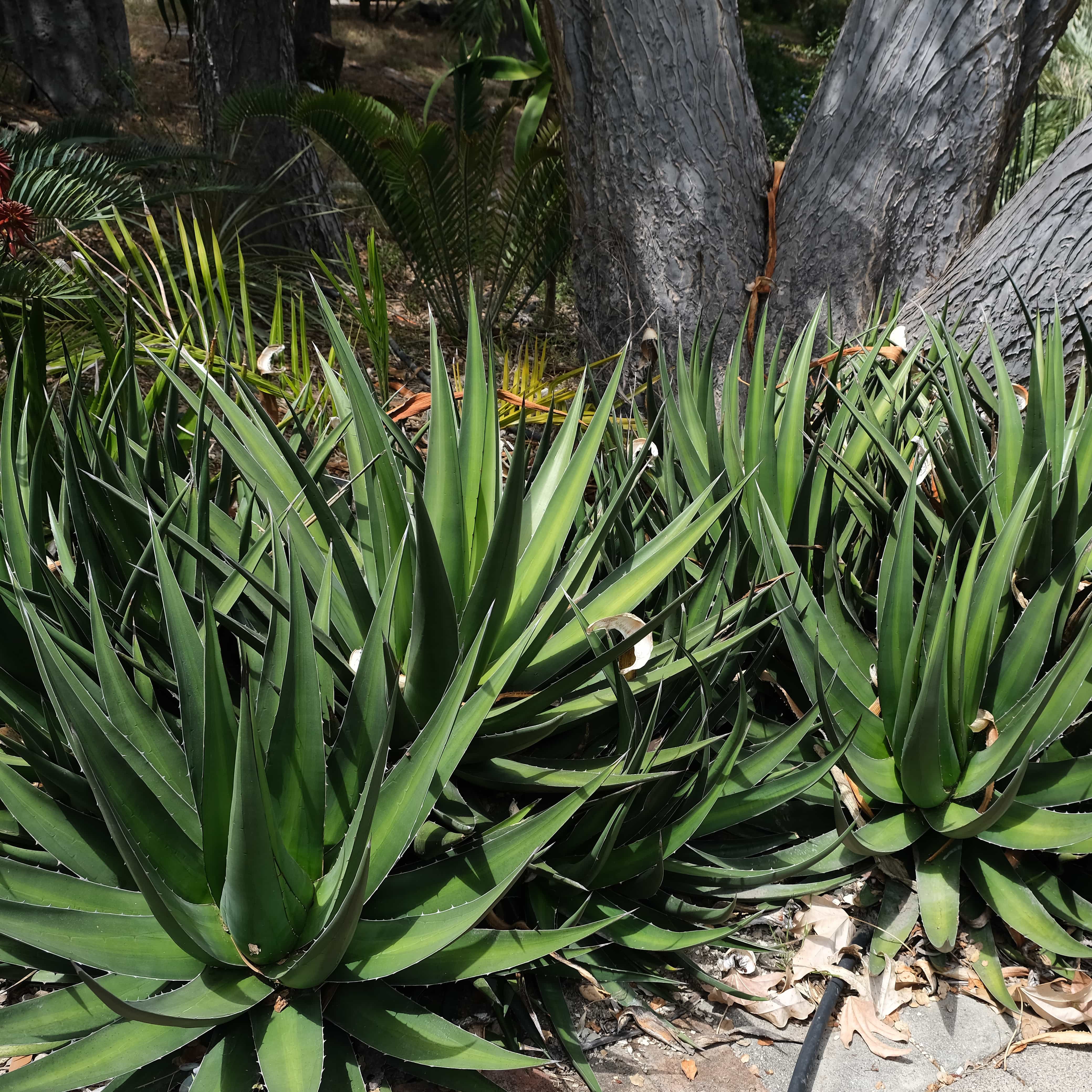 Agave and Hechtia: Agave bracteosa