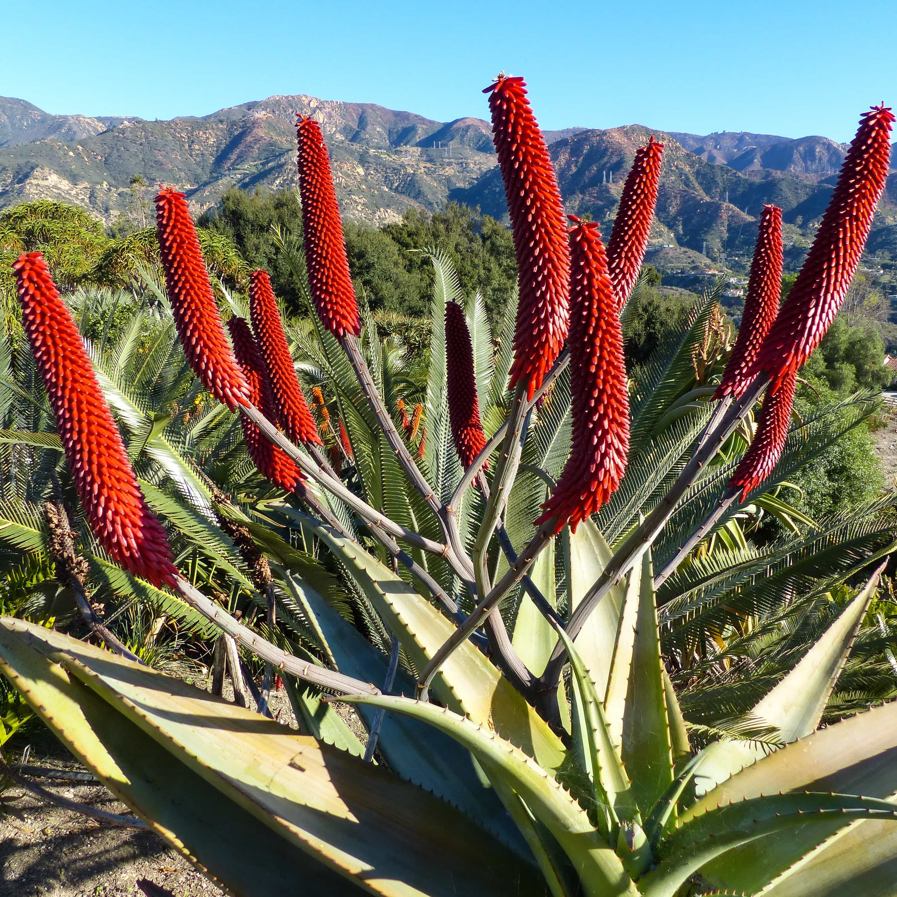 Aloes: Aloe excelsa