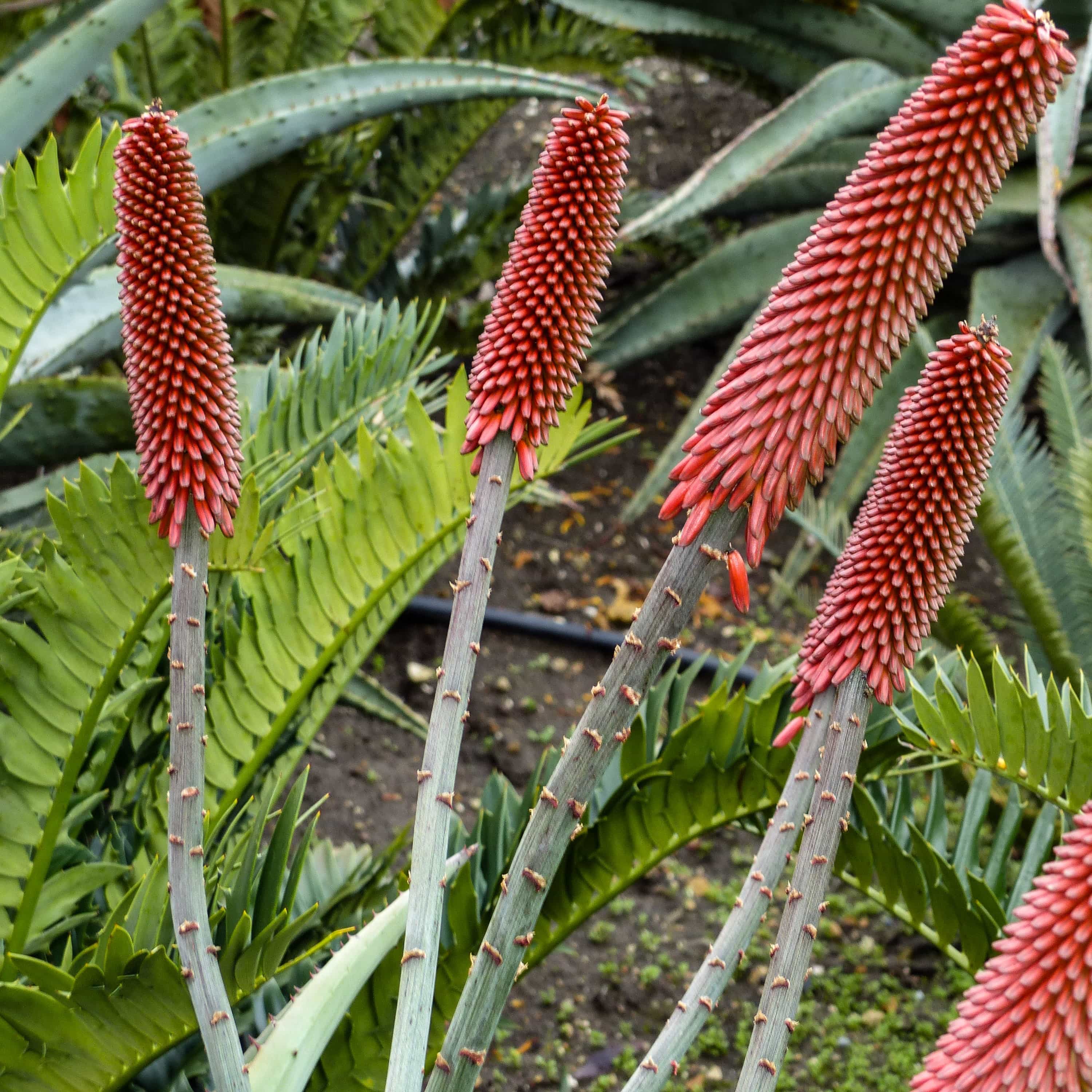 Aloes: Aloe excelsa