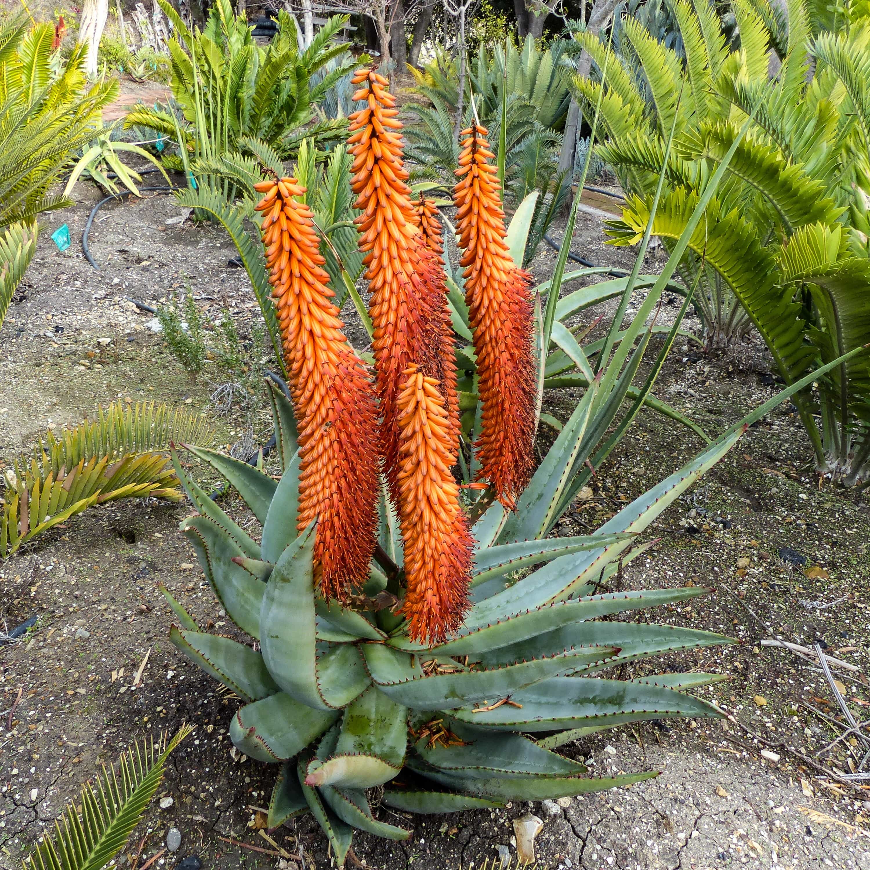 Aloes: Aloe ferox
