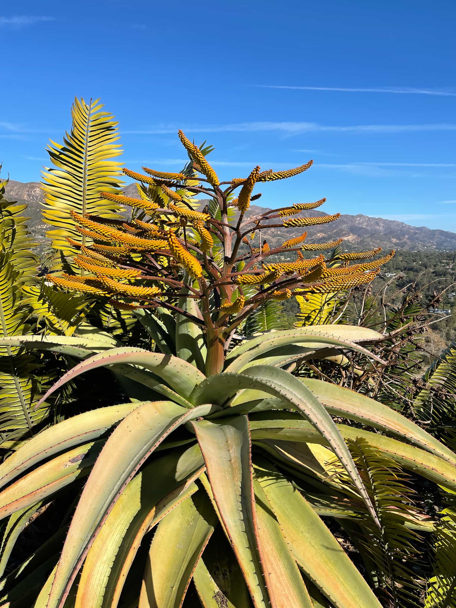 Aloes: Aloe marlothii
