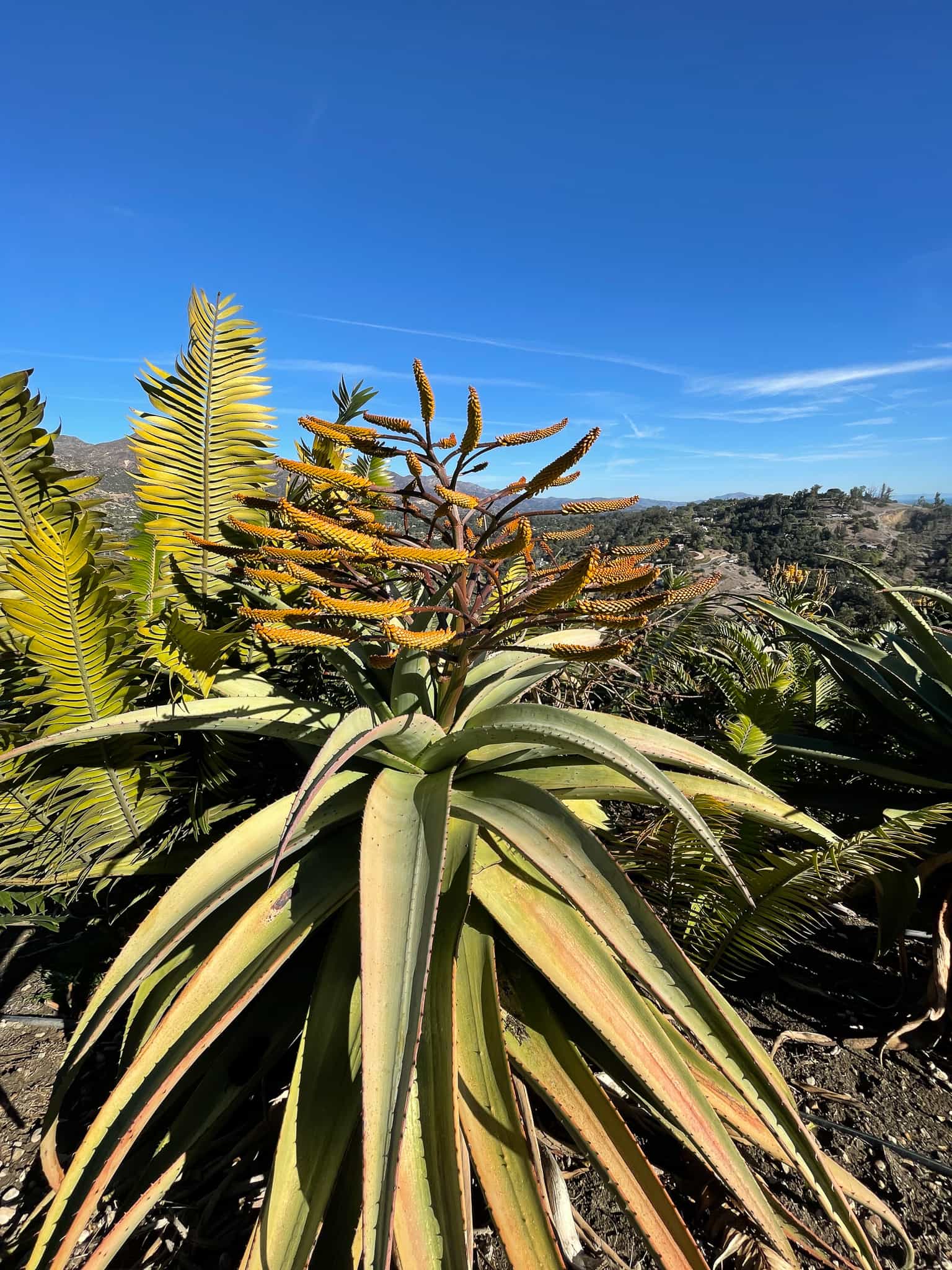 Aloes: Aloe marlothii