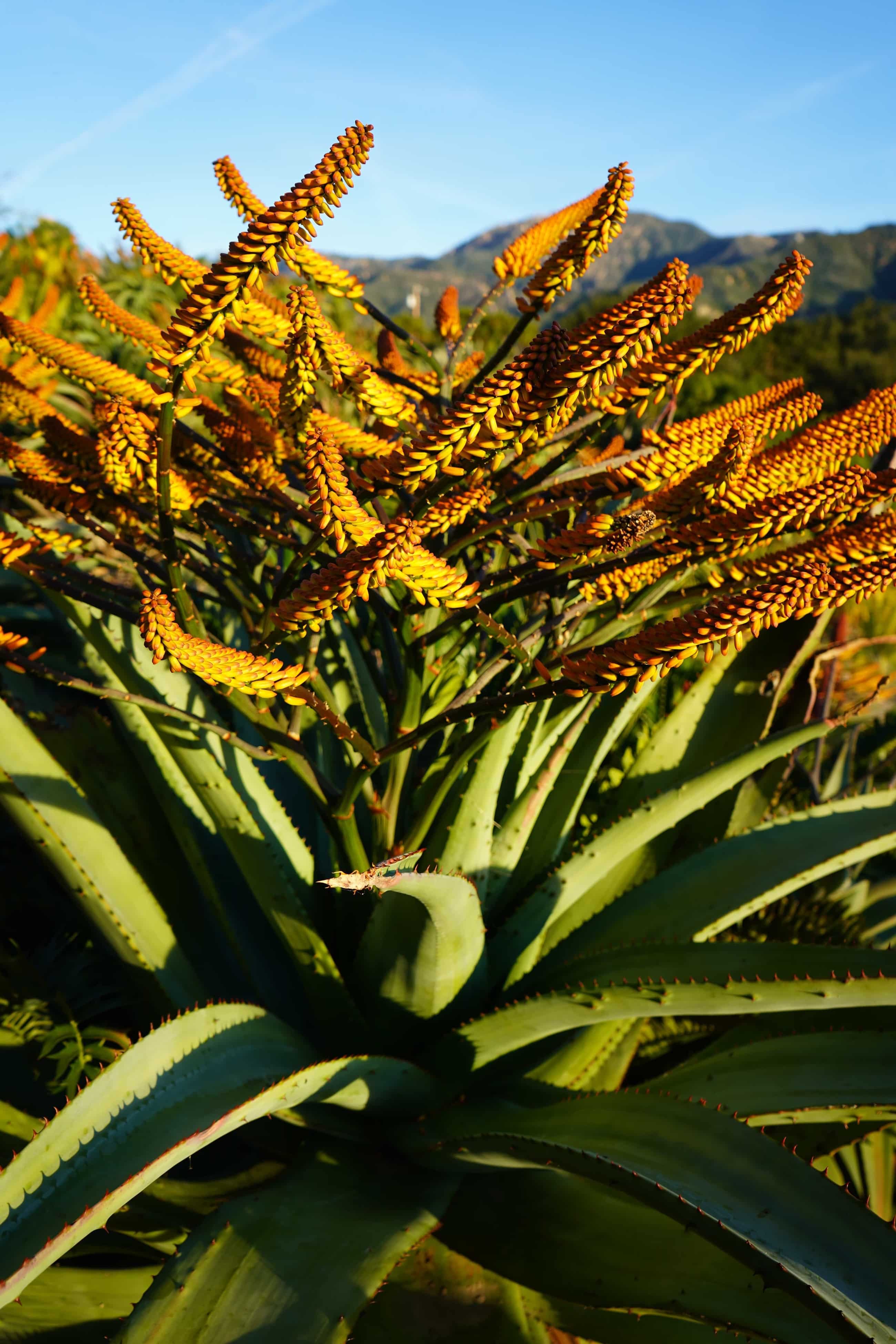 Aloes: Aloe marlothii