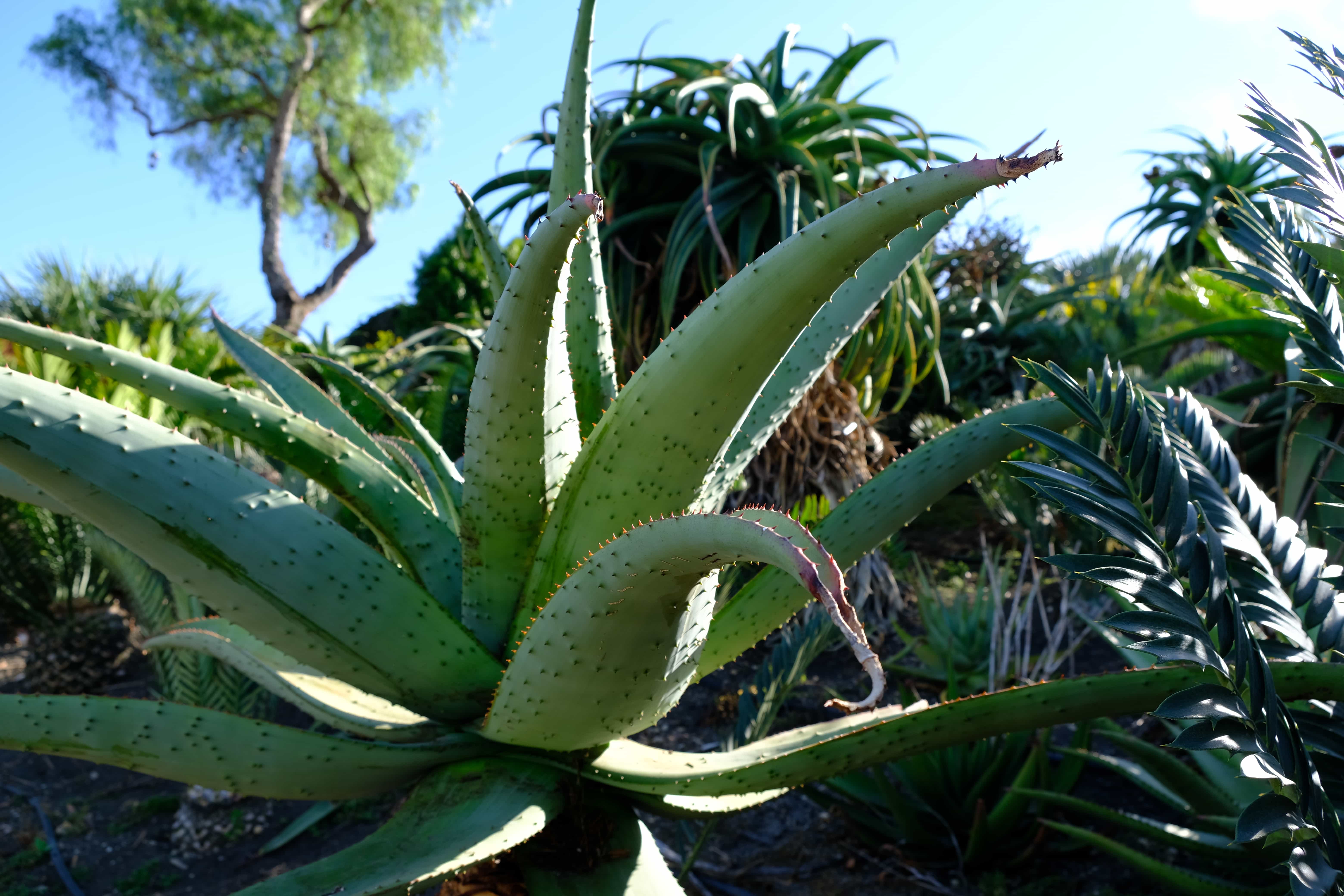 Aloes: Aloe marlothii OP
