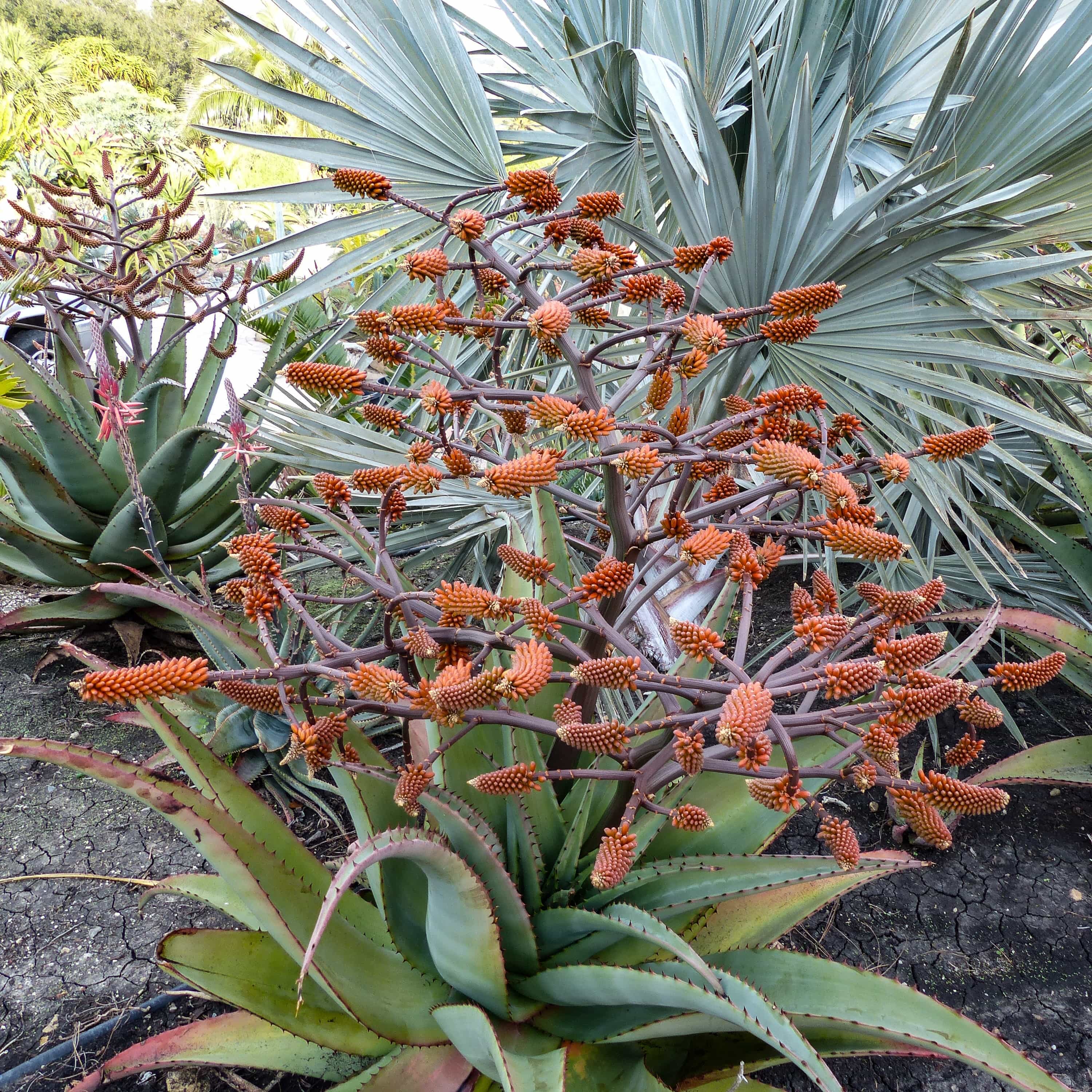 Aloes: Aloe marlothii OP