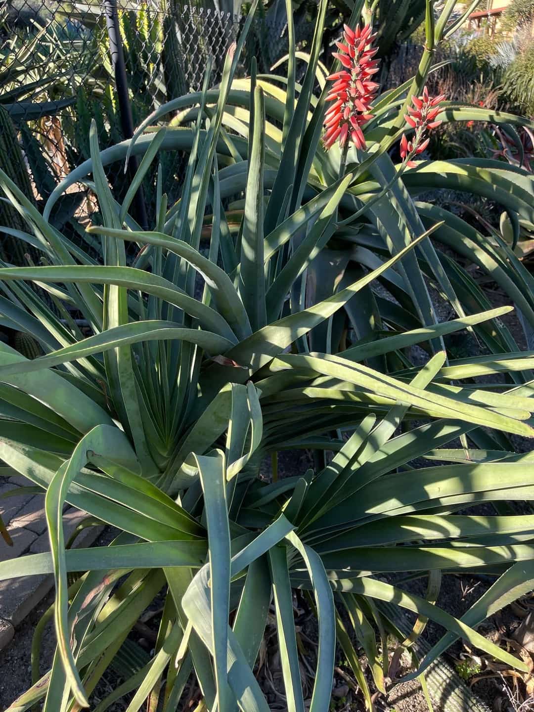 Aloes: Aloe plicatilis x barbarae