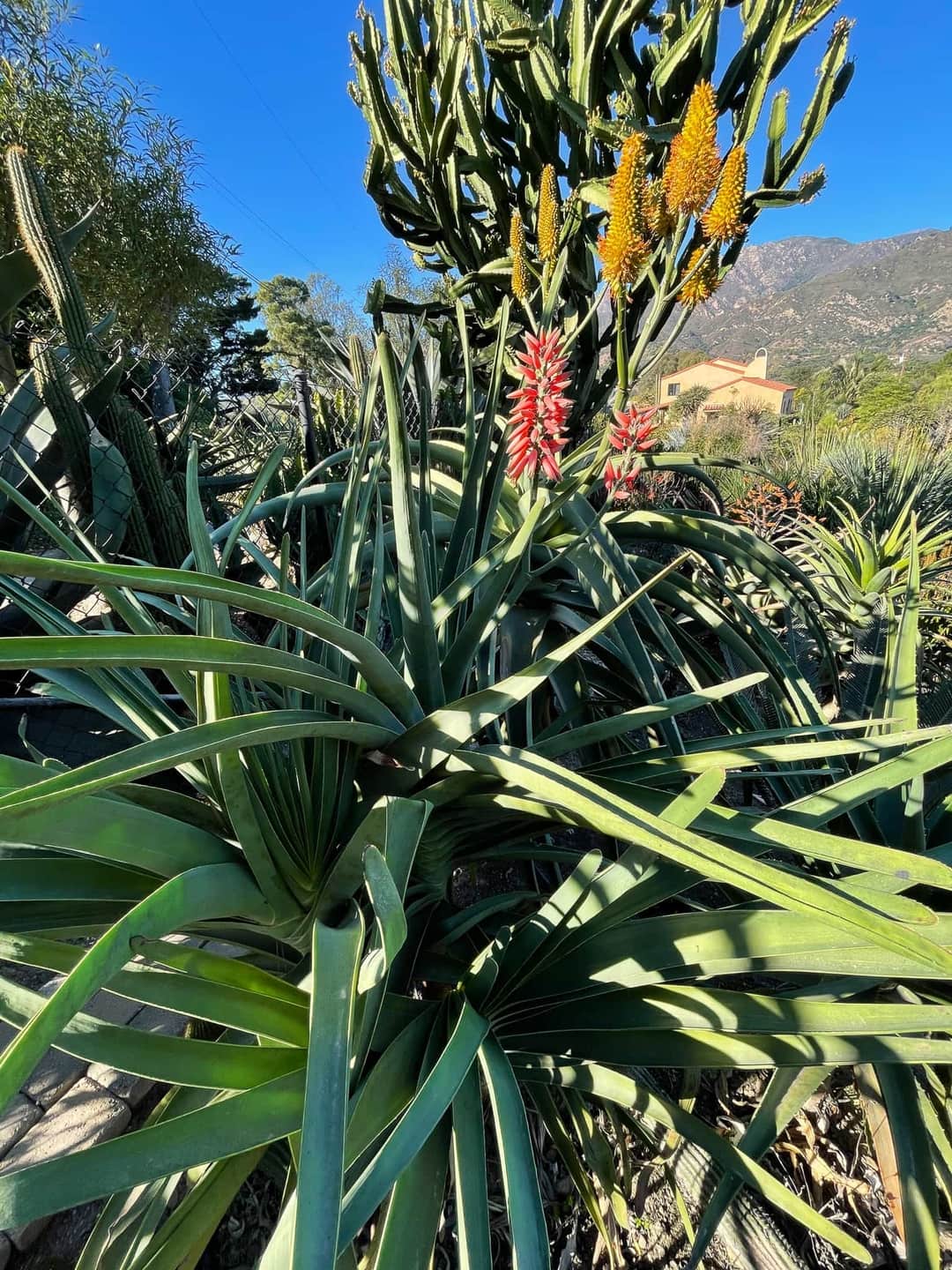 Aloes: Aloe plicatilis x barbarae