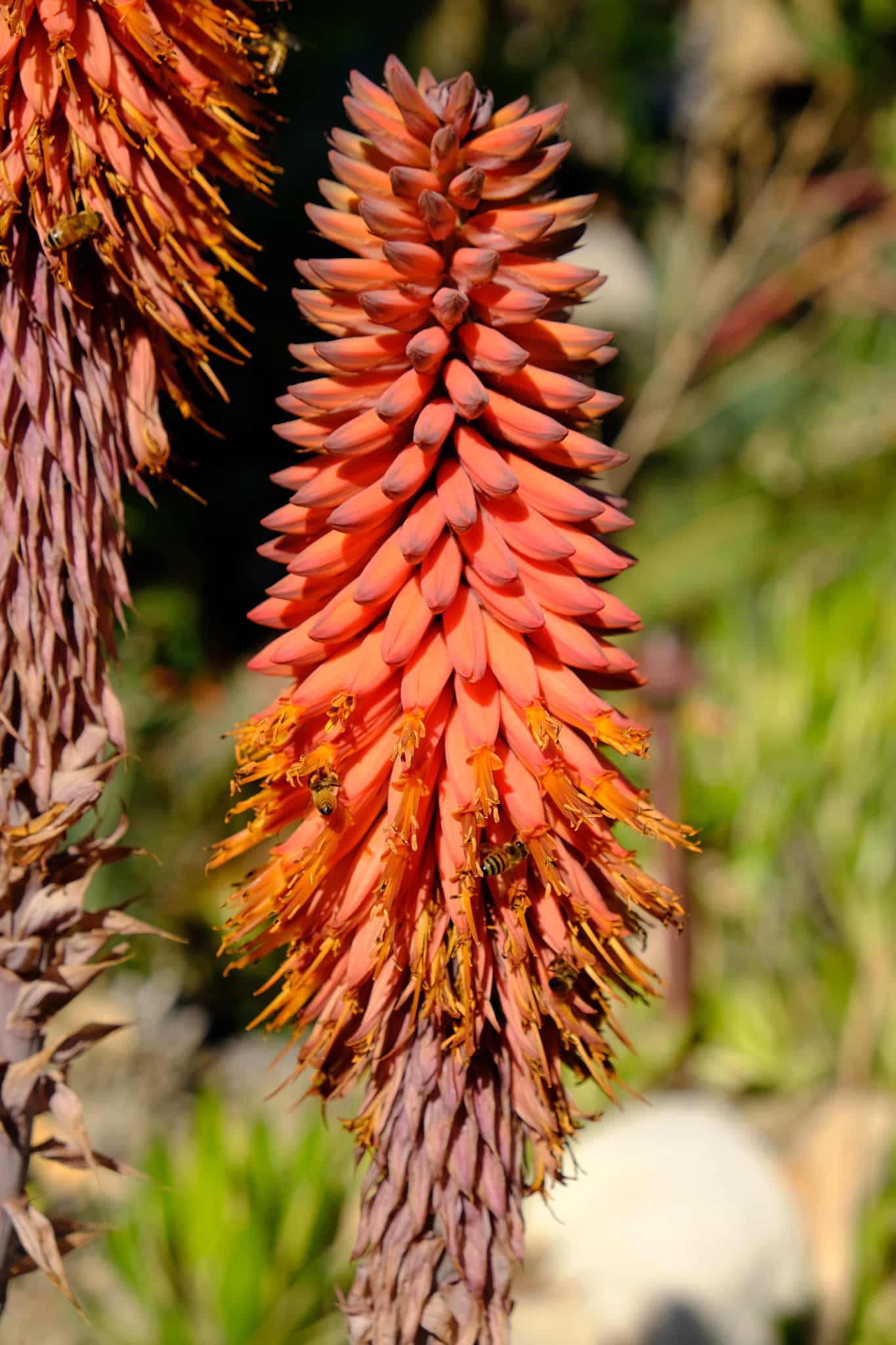 Aloes: Aloe rubroviolacea