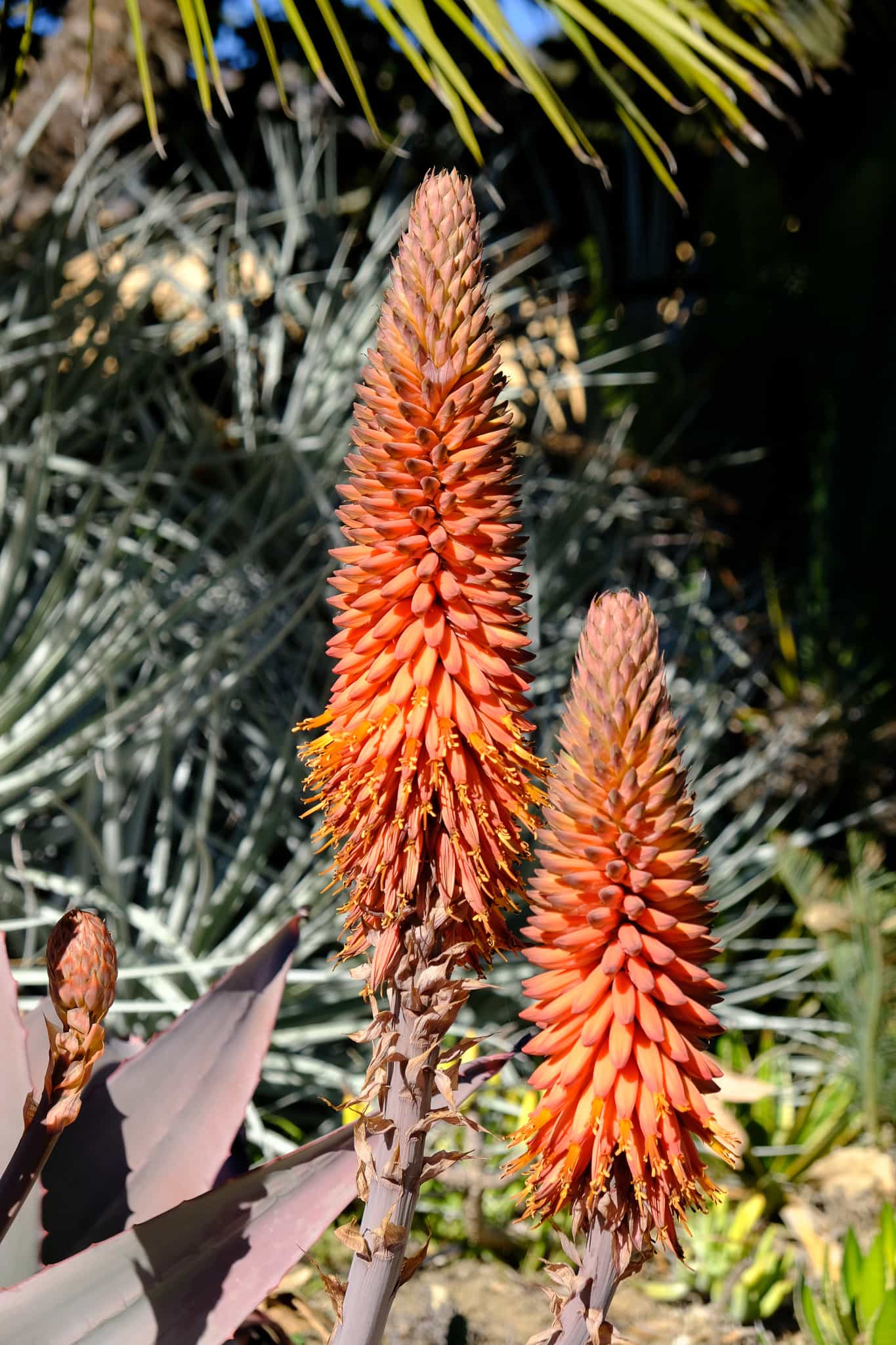 Aloes: Aloe rubroviolacea