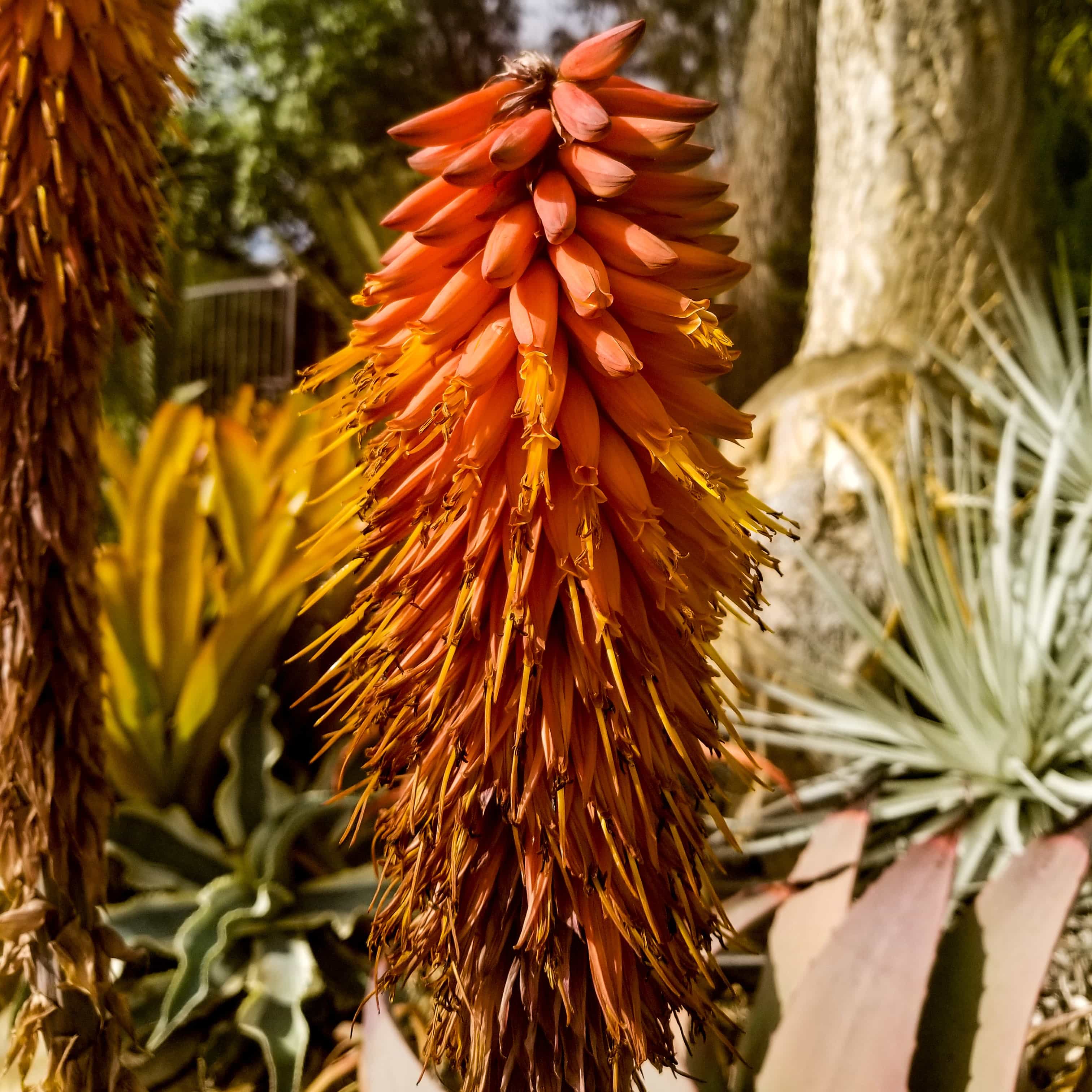 Aloes: Aloe rubroviolacea