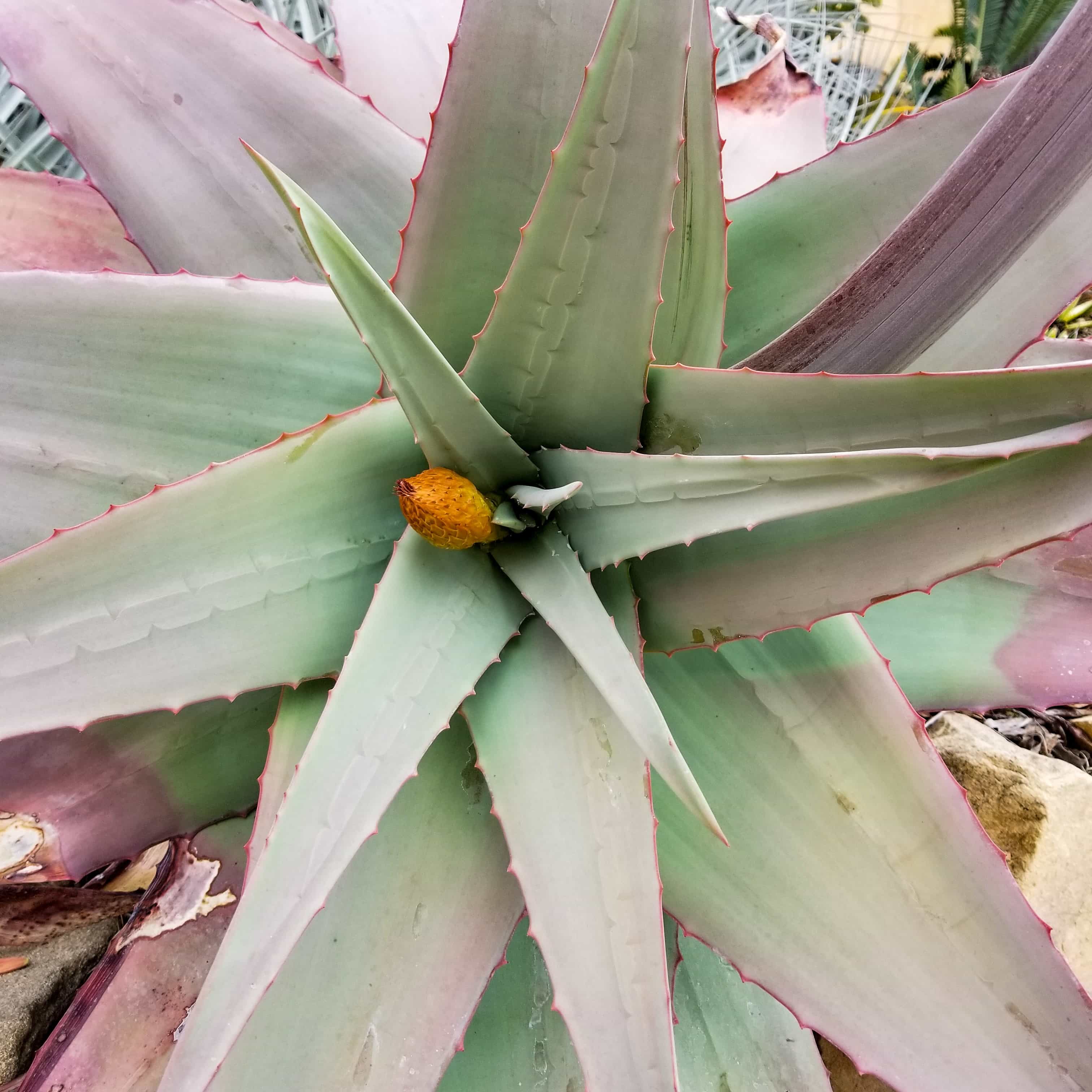 Aloes: Aloe rubroviolacea