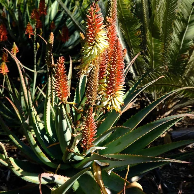 Aloes: Aloe volkensii