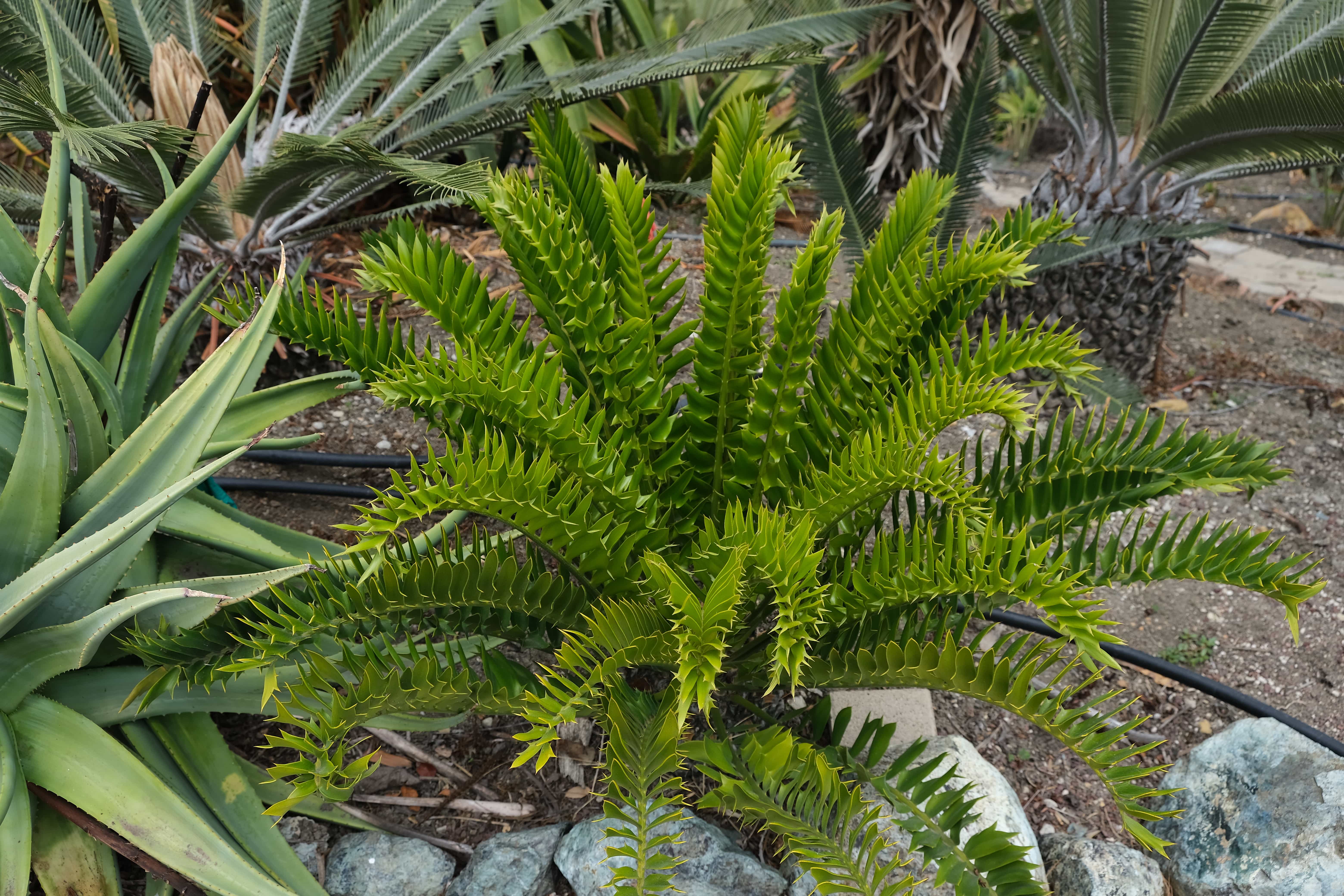 Cycads: Encephalartos latifrons