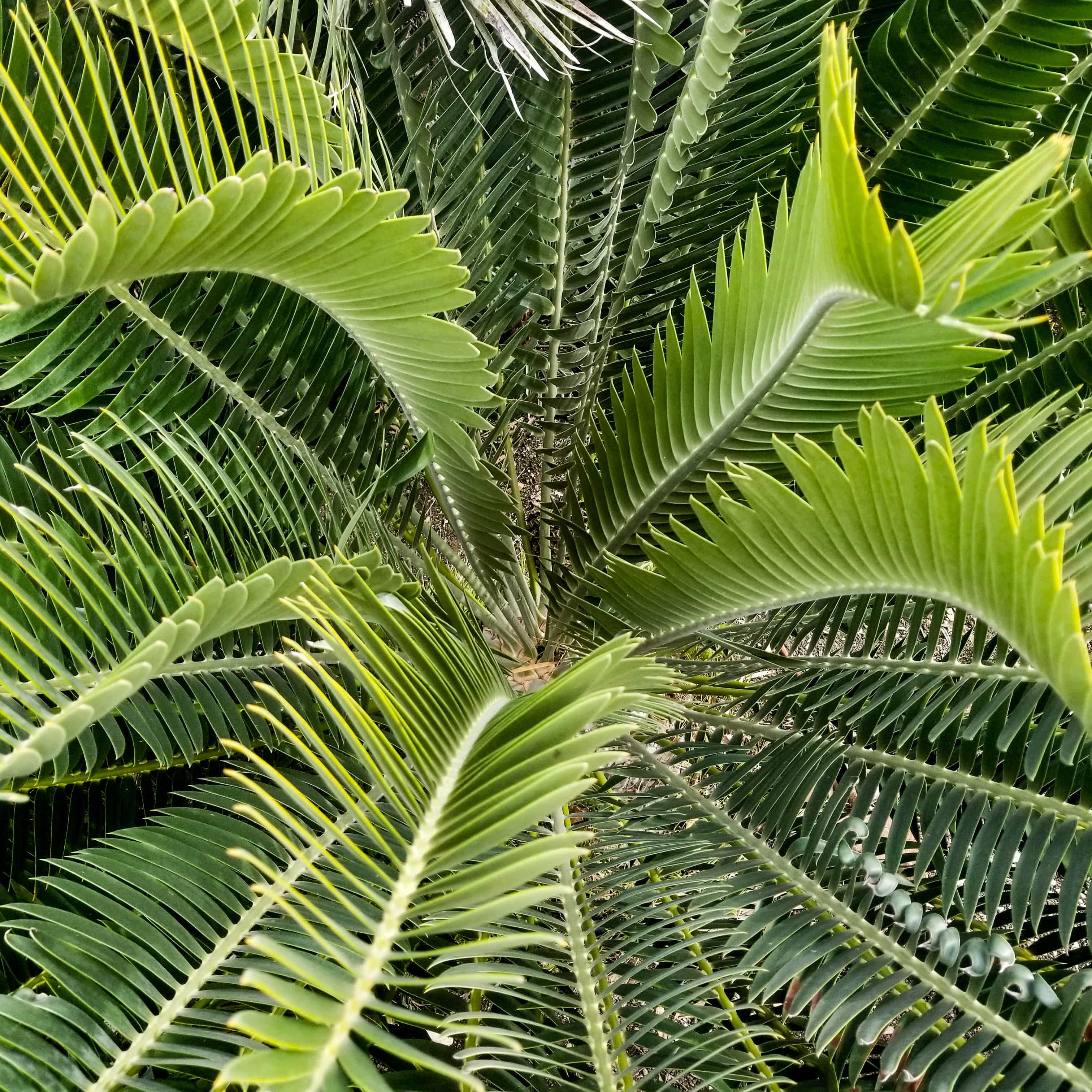 Cycads: Encephalartos longifolius