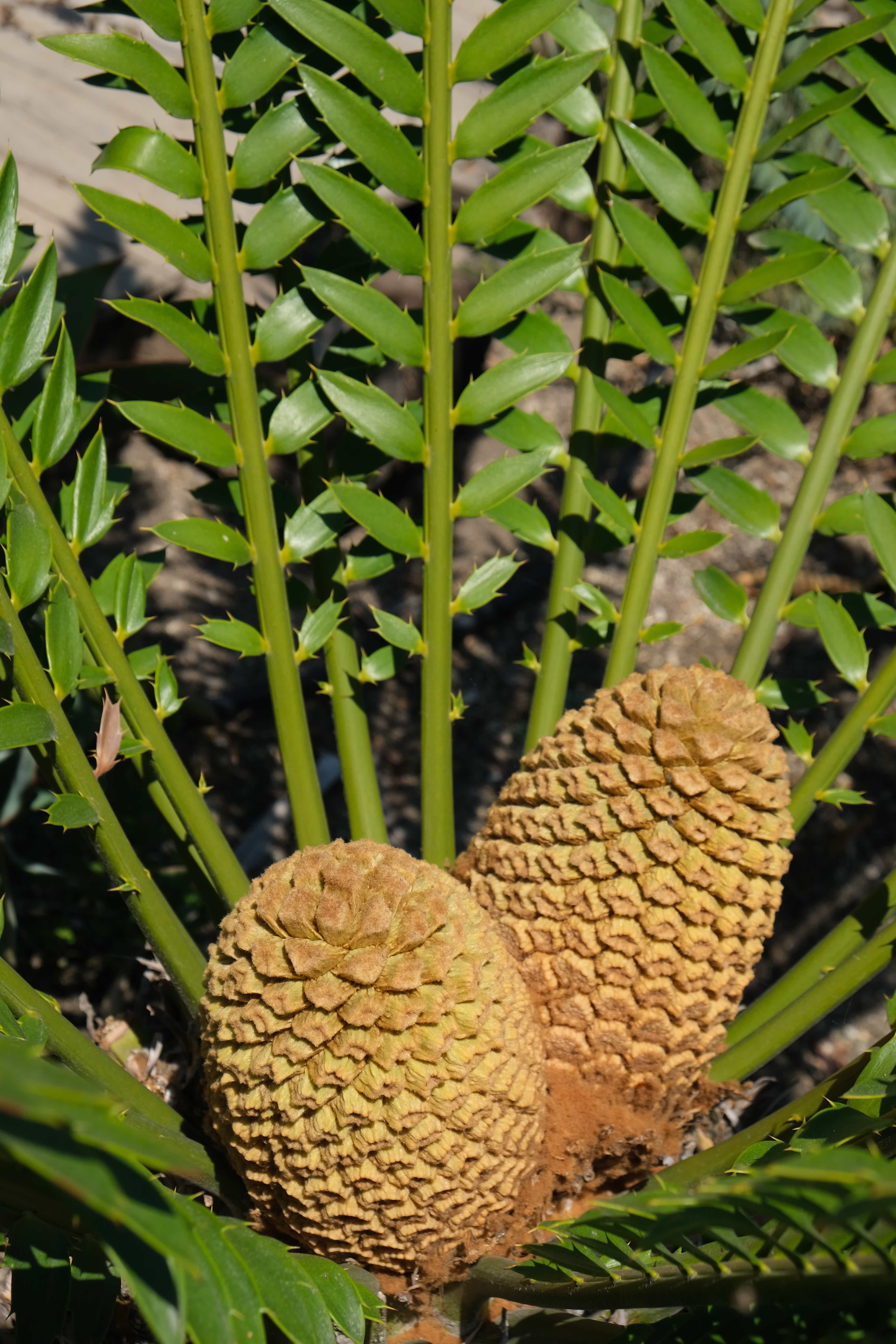 Cycads: Encephalartos natalensis