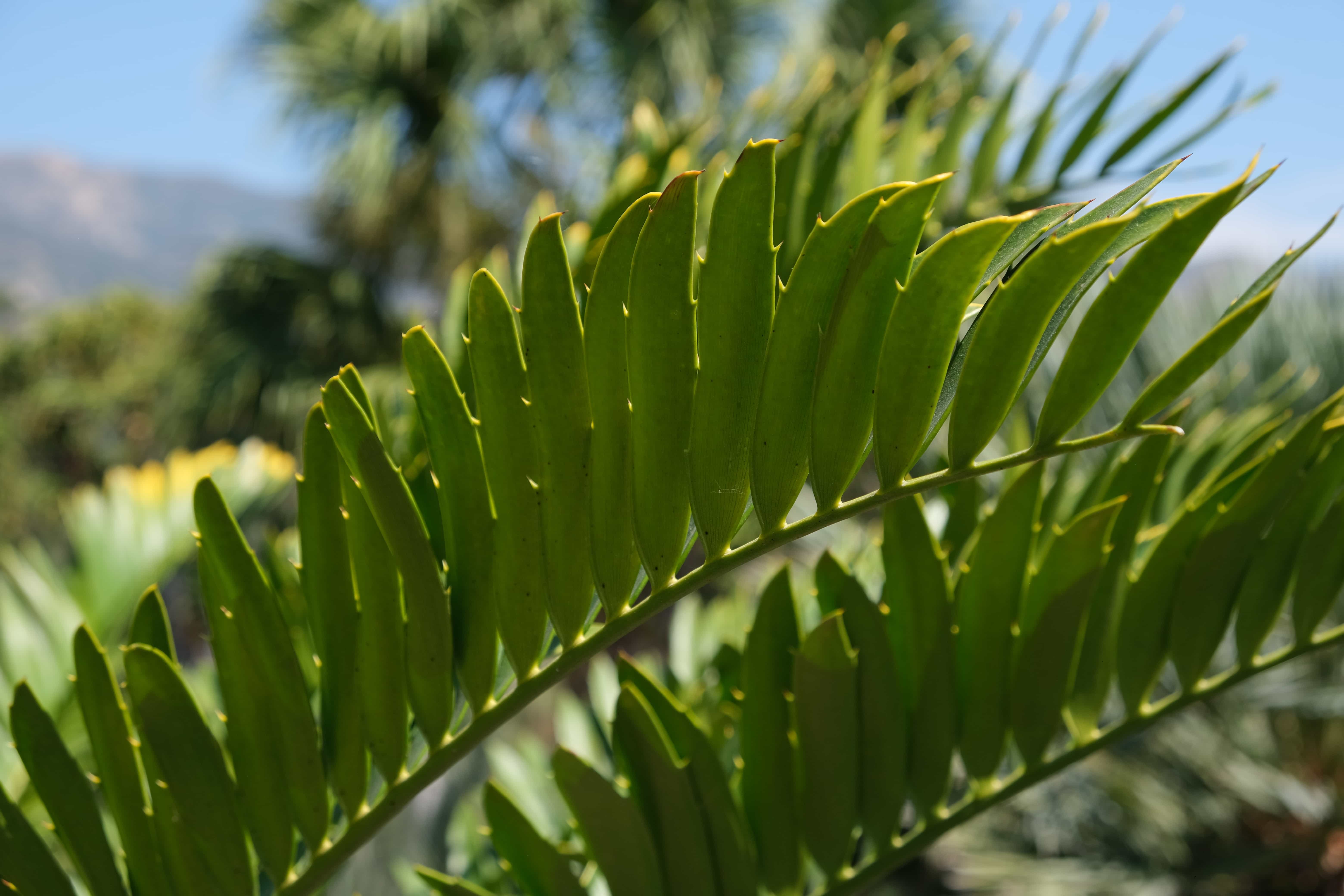 Cycads: Encephalartos natalensis