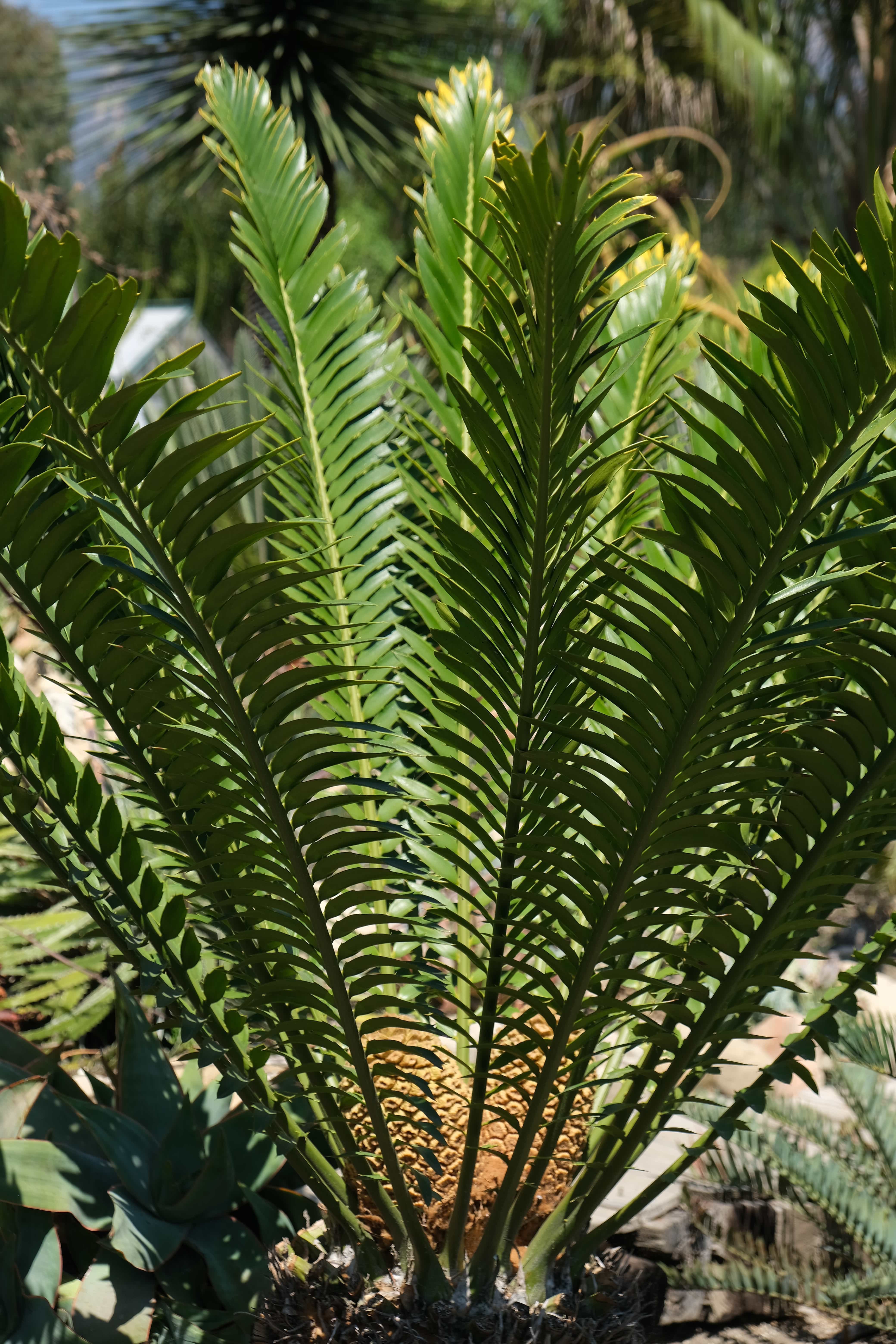 Cycads: Encephalartos natalensis