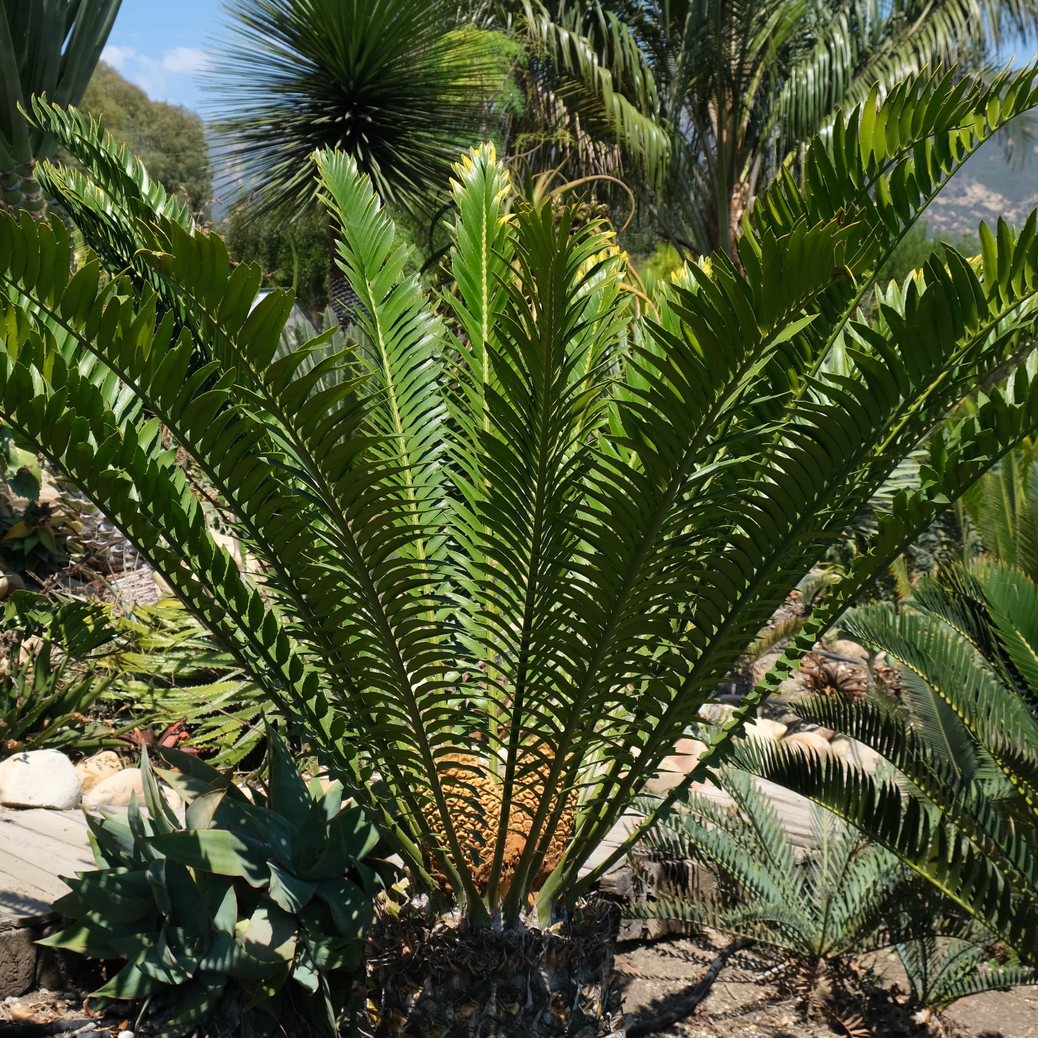 Cycads: Encephalartos natalensis