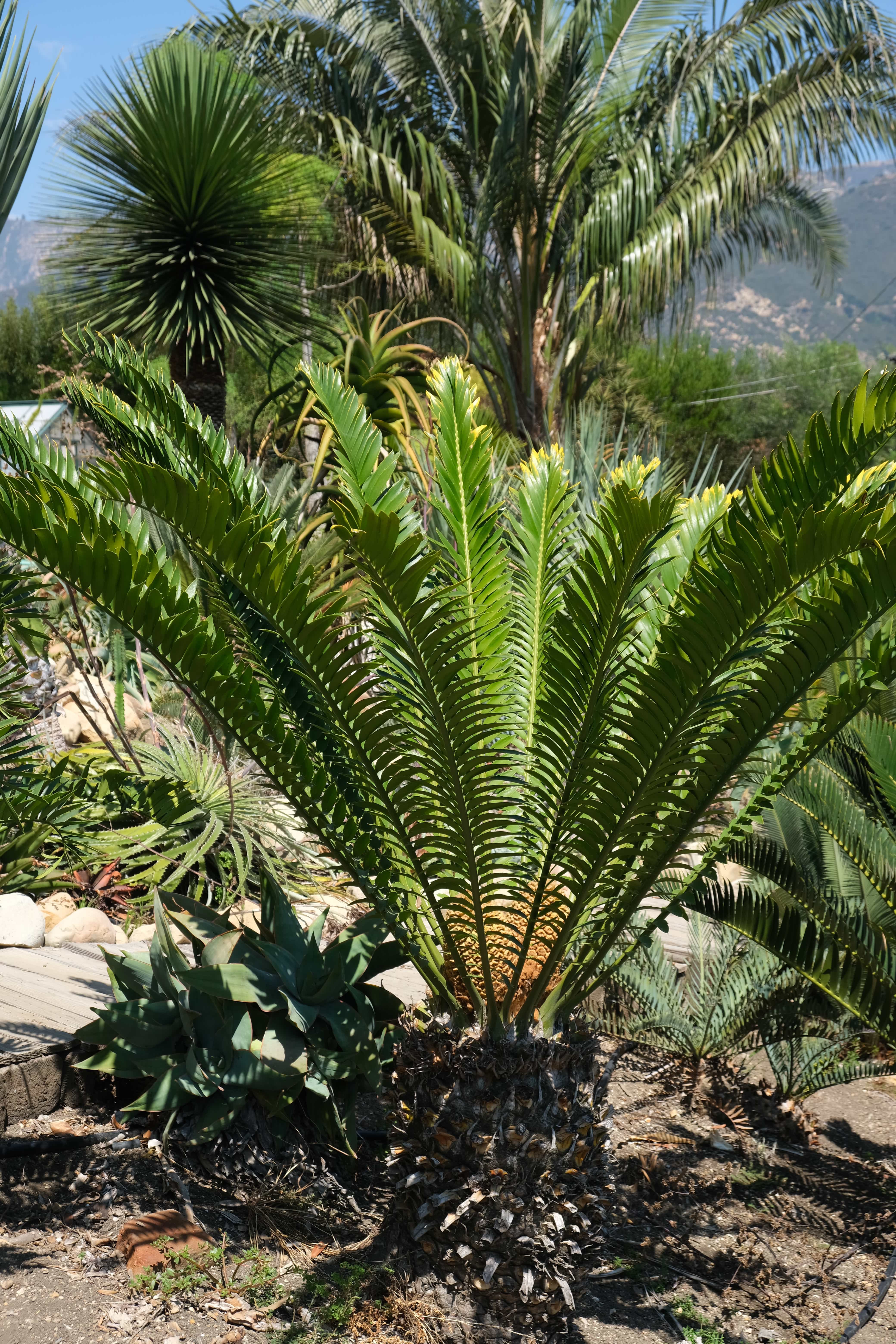 Cycads: Encephalartos natalensis
